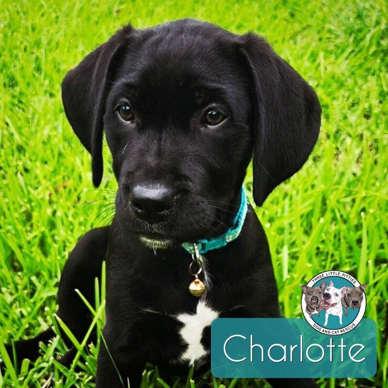 Dog for adoption - Charlotte Key, a Labrador Retriever & Pit Bull ...
