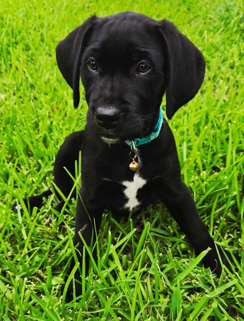 Dog for adoption - Charlotte Key, a Labrador Retriever & Pit Bull ...