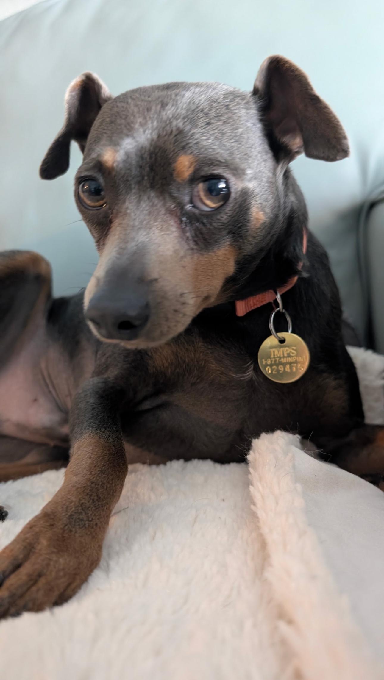 Dog for adoption - Gunther, a Miniature Pinscher in St. Petersburg, FL ...