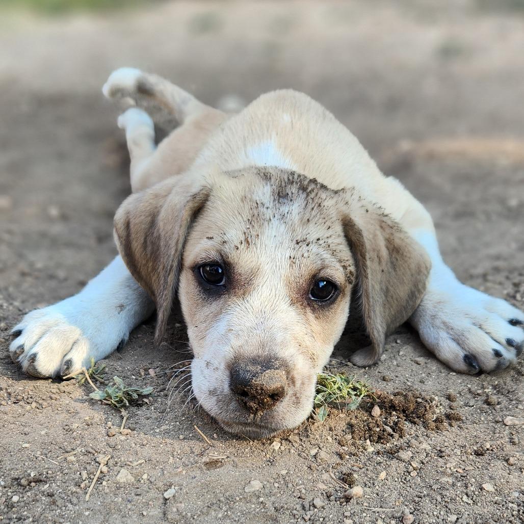 Dog for adoption - Cloverleaf AL, a Catahoula Leopard Dog & Labrador ...