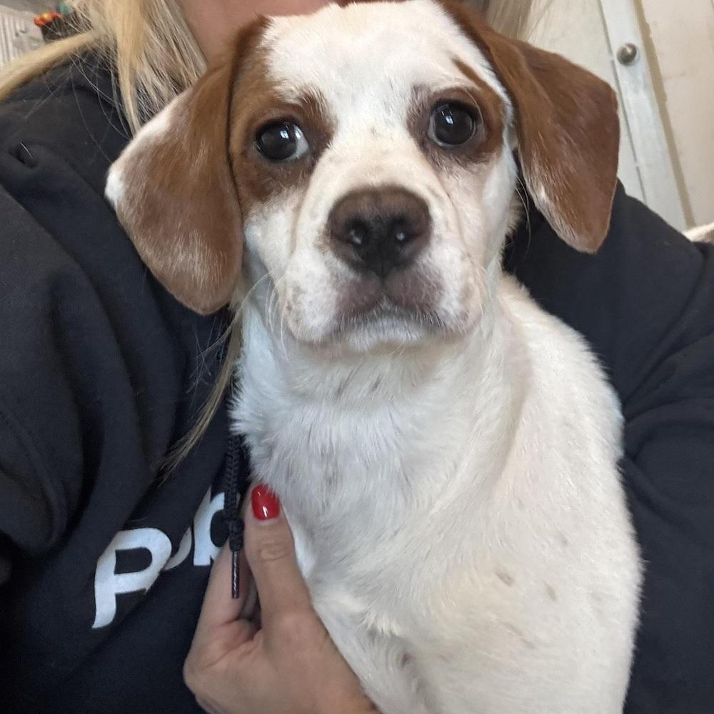 Adopt a Cavalier King Charles Spaniel Dogs in Anchorage, AK | Buddy