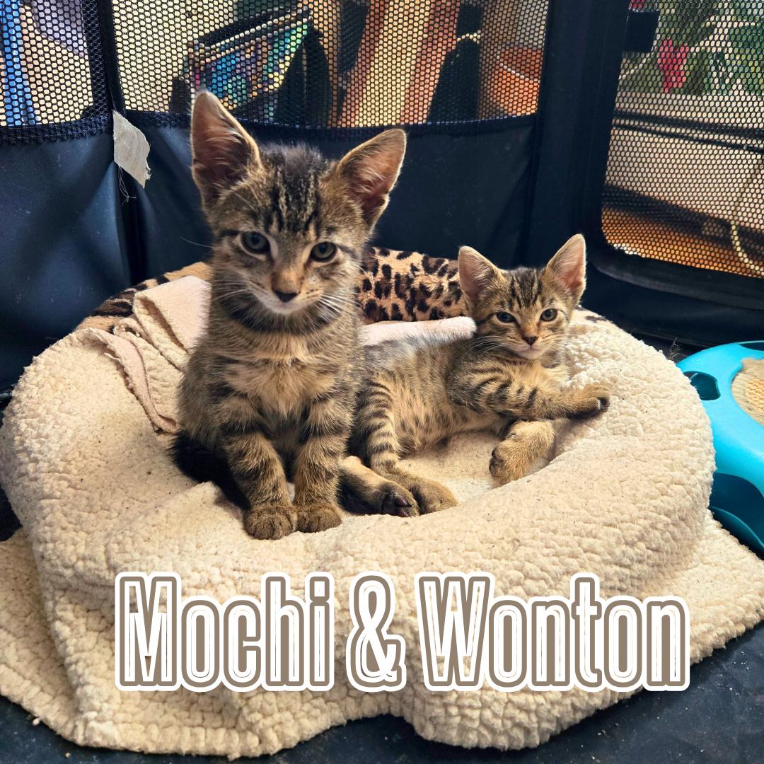 Cat for adoption - Mochi & Wonton - Bonded Tabbies, a Domestic Short ...