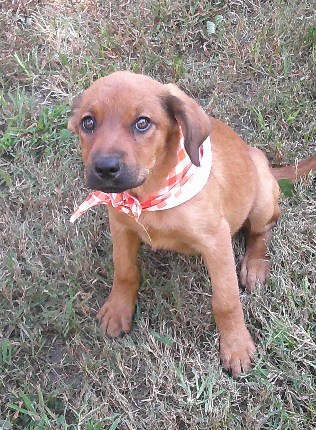Dog for adoption - Sugar, a Labrador Retriever & Mountain Cur Mix in ...