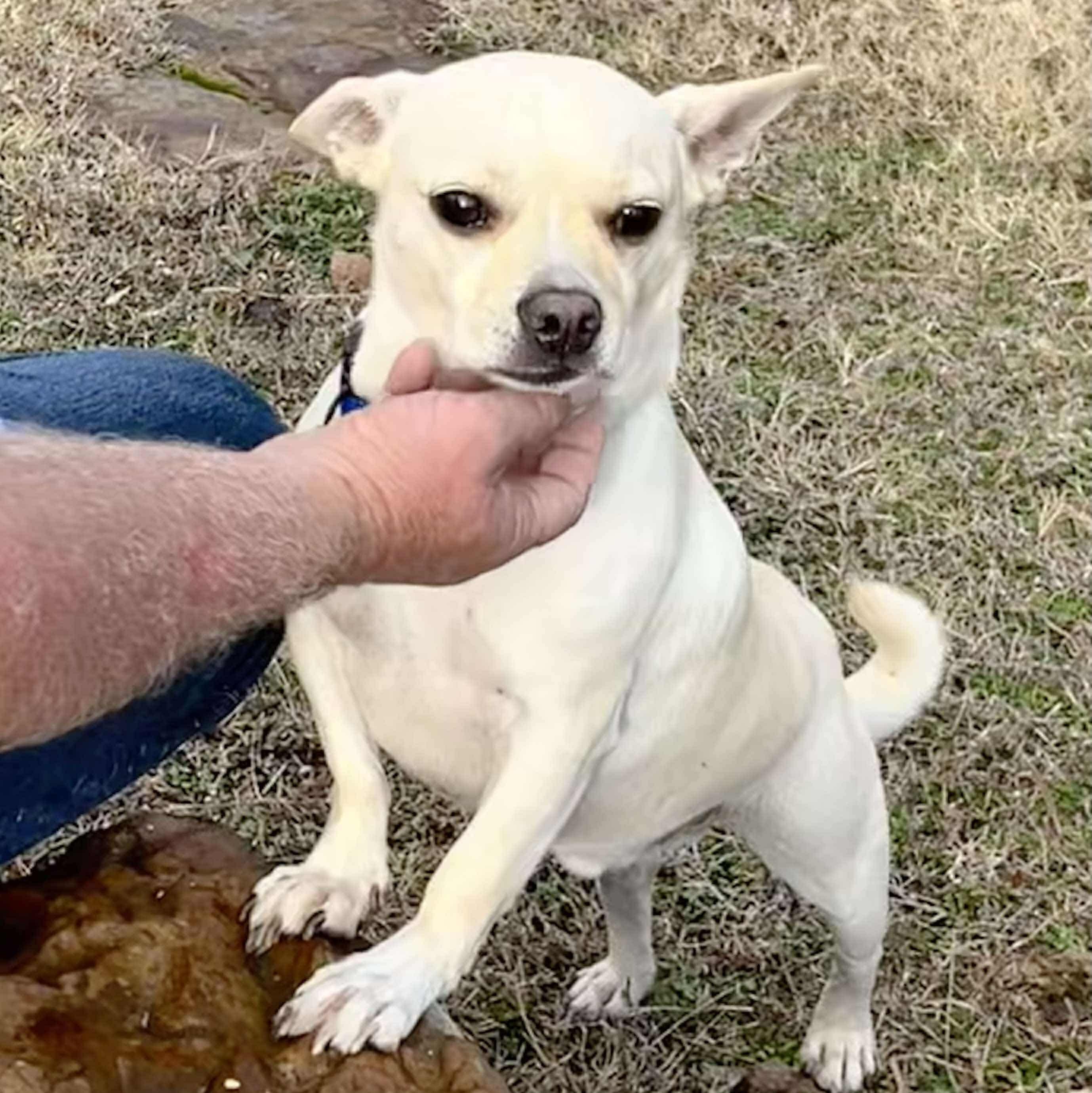 Dog for adoption - Prince, a Chihuahua & Corgi Mix in Boulder, CO ...