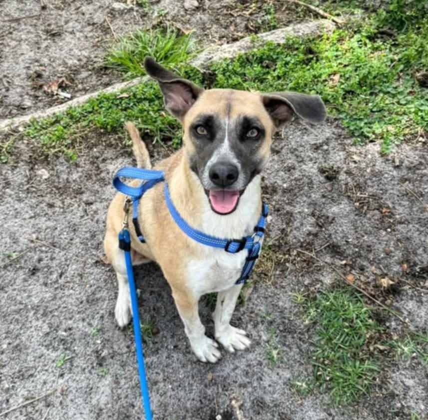 Dog for adoption - Billie Eyelash, a Belgian Shepherd / Malinois Mix in Naples, FL | Petfinder