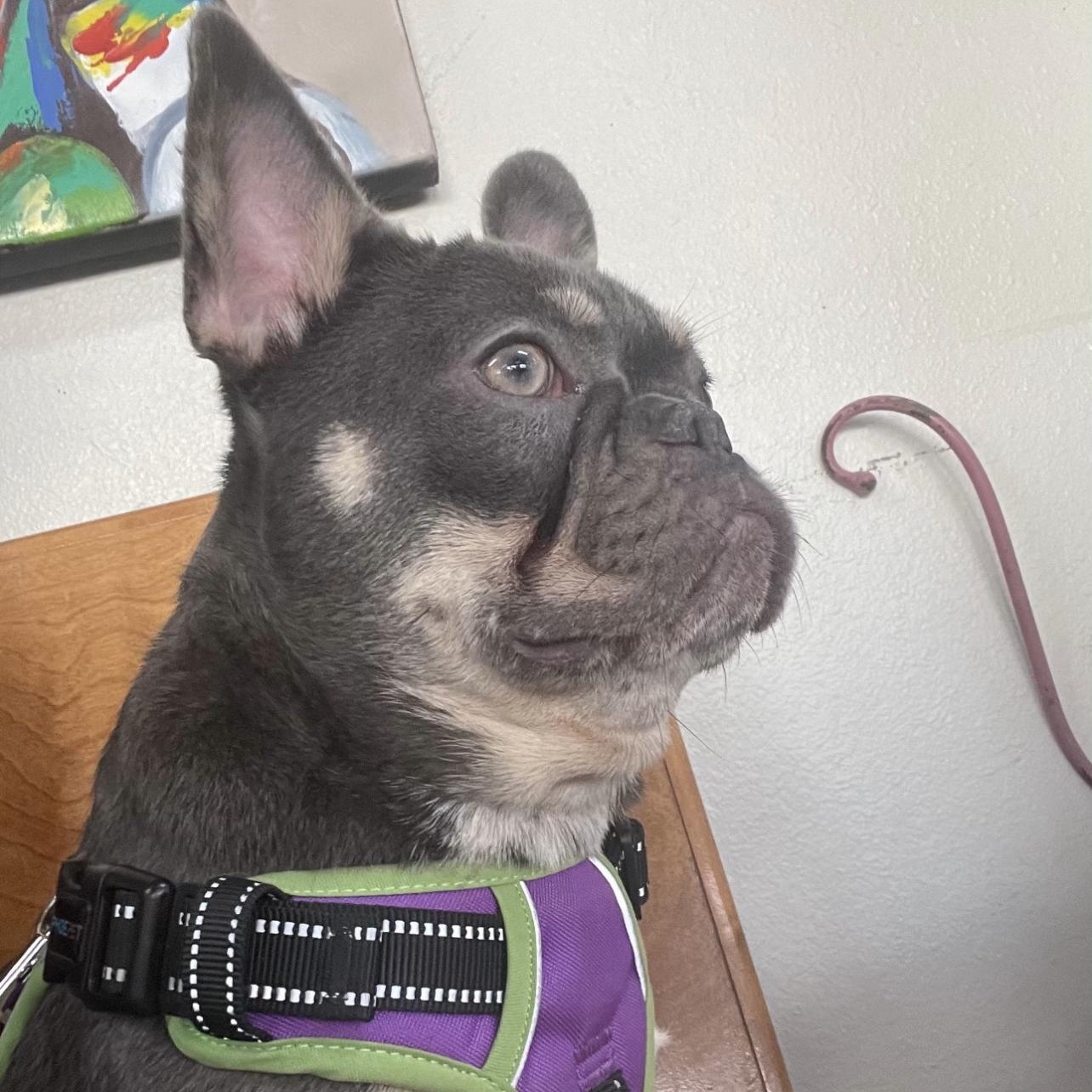 Dog for adoption - Karley, a French Bulldog in Winter, WI | Petfinder