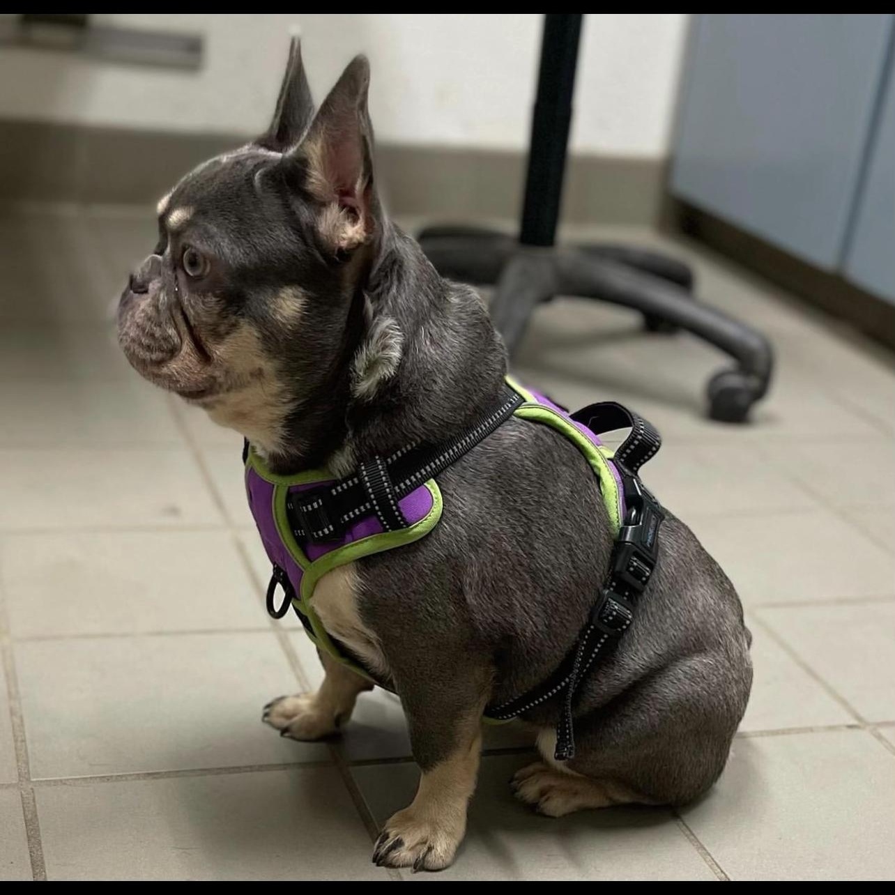 Dog for adoption - Karley, a French Bulldog in Winter, WI | Petfinder