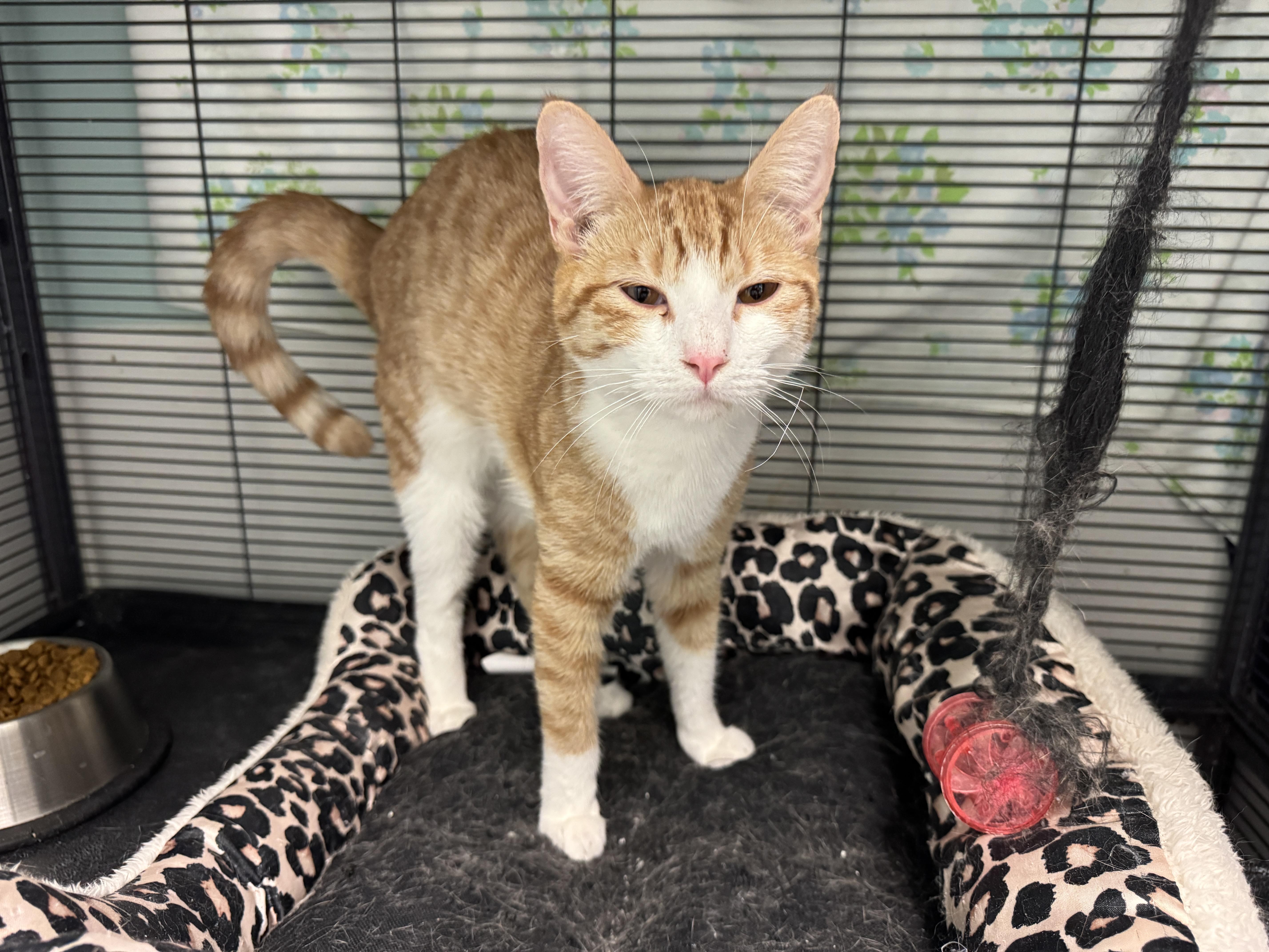 Cat for adoption - Samantha & Steve, a Domestic Short Hair in Gresham ...