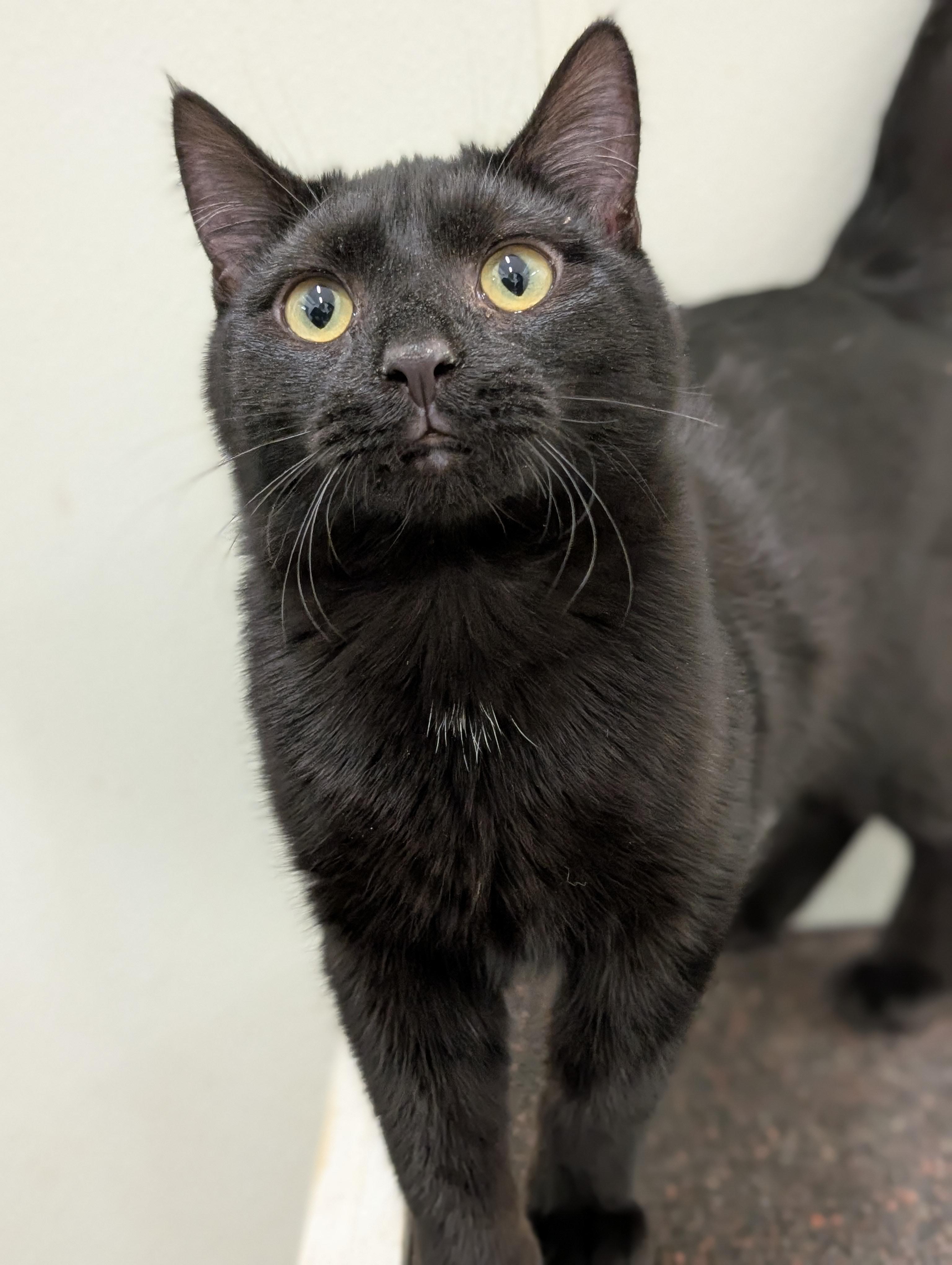 Cat for adoption - Foxtail, a Domestic Short Hair in Tilton, IL | Petfinder