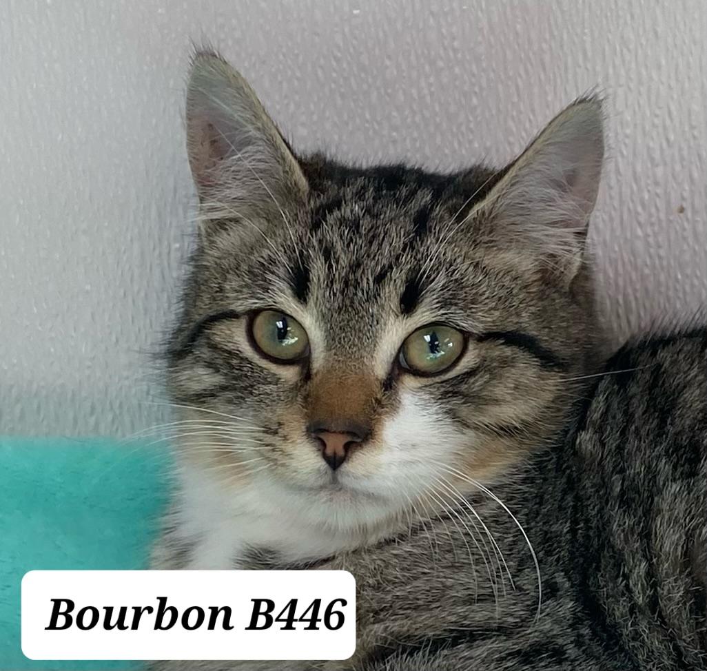 Cat for adoption - Bourbon, a Domestic Short Hair in Morganton, NC ...
