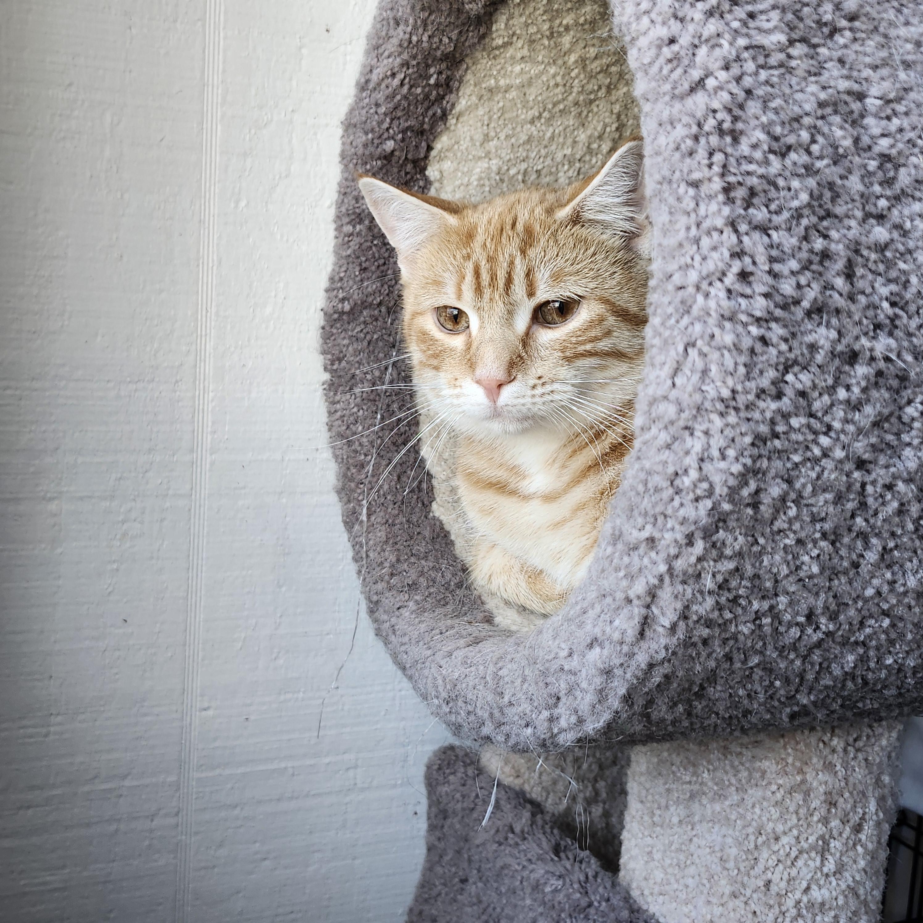 Cat for adoption - COPPER J. -Cool, Calm and Collected, a Domestic ...