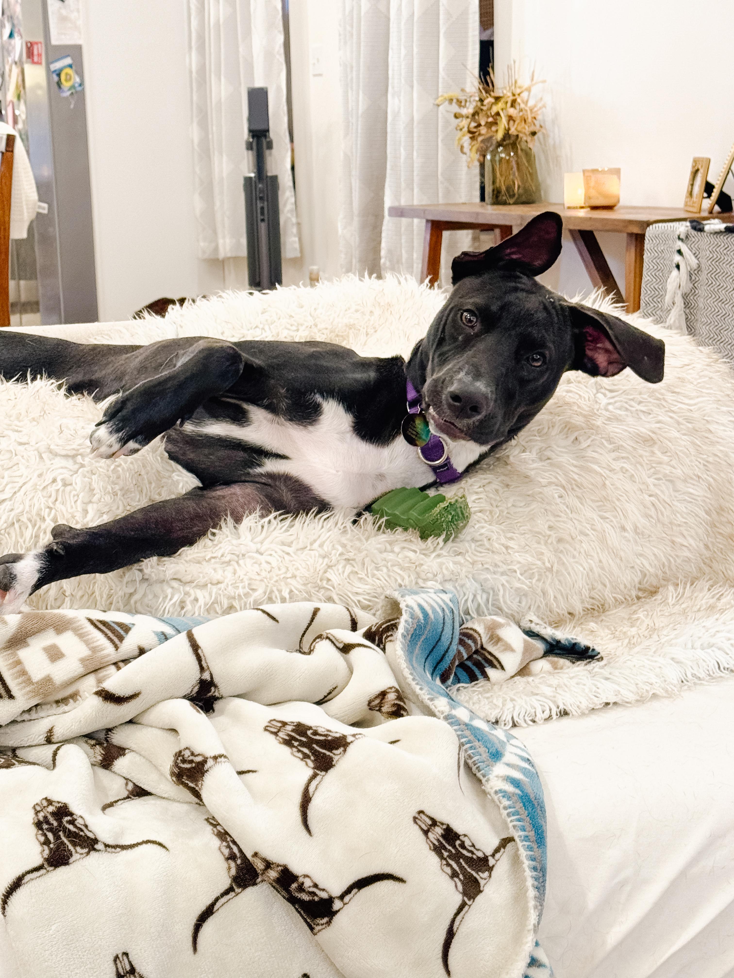 Dog for adoption - Pearl, a Labrador Retriever Mix in Catonsville, MD ...