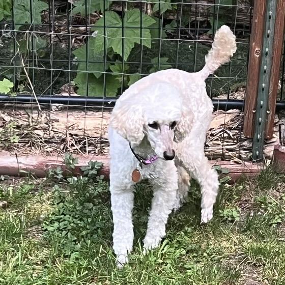 Jillie - Adoptable Pet | Petfinder