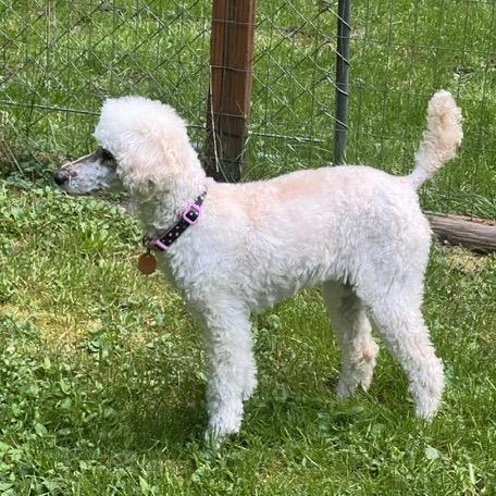 Jillie - Adoptable Pet | Petfinder