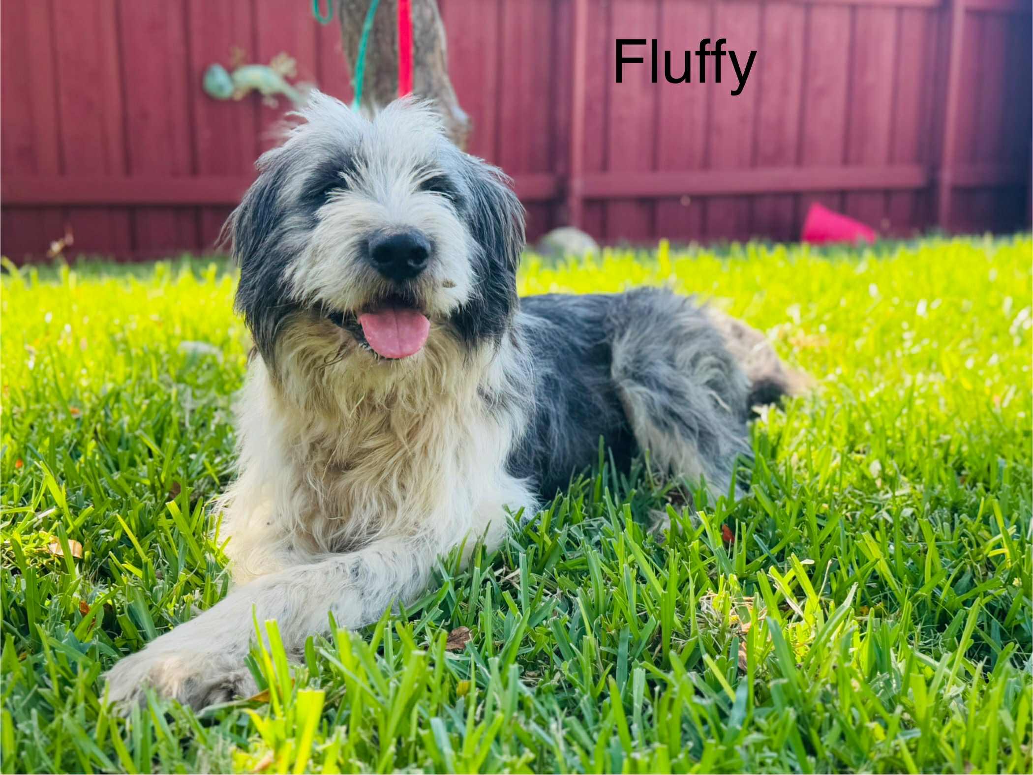 Dog for adoption - Fluffy, a Sheep Dog Mix in Ridgefield, NJ | Petfinder