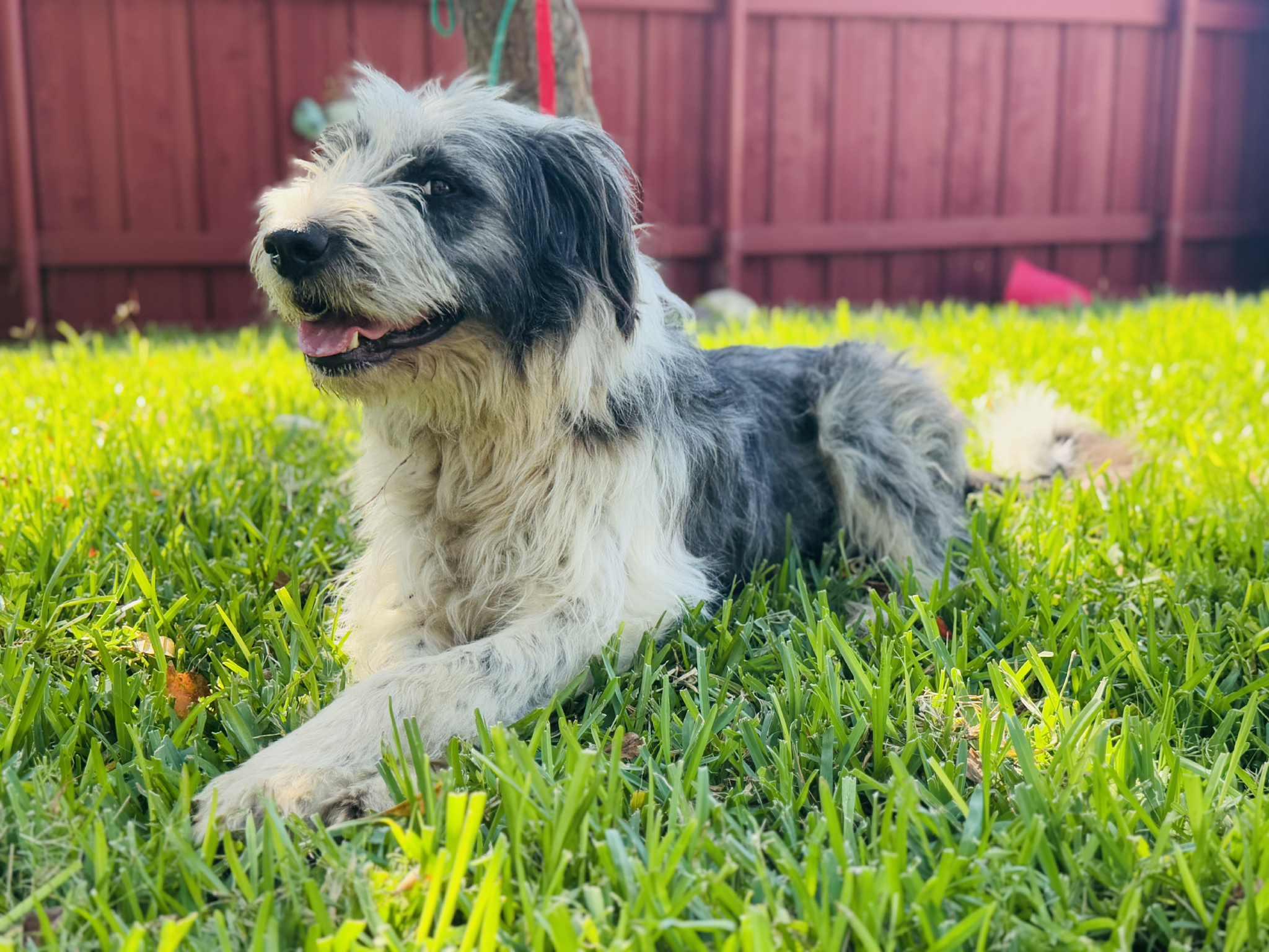 Dog for adoption - Fluffy, a Sheep Dog Mix in Ridgefield, NJ | Petfinder