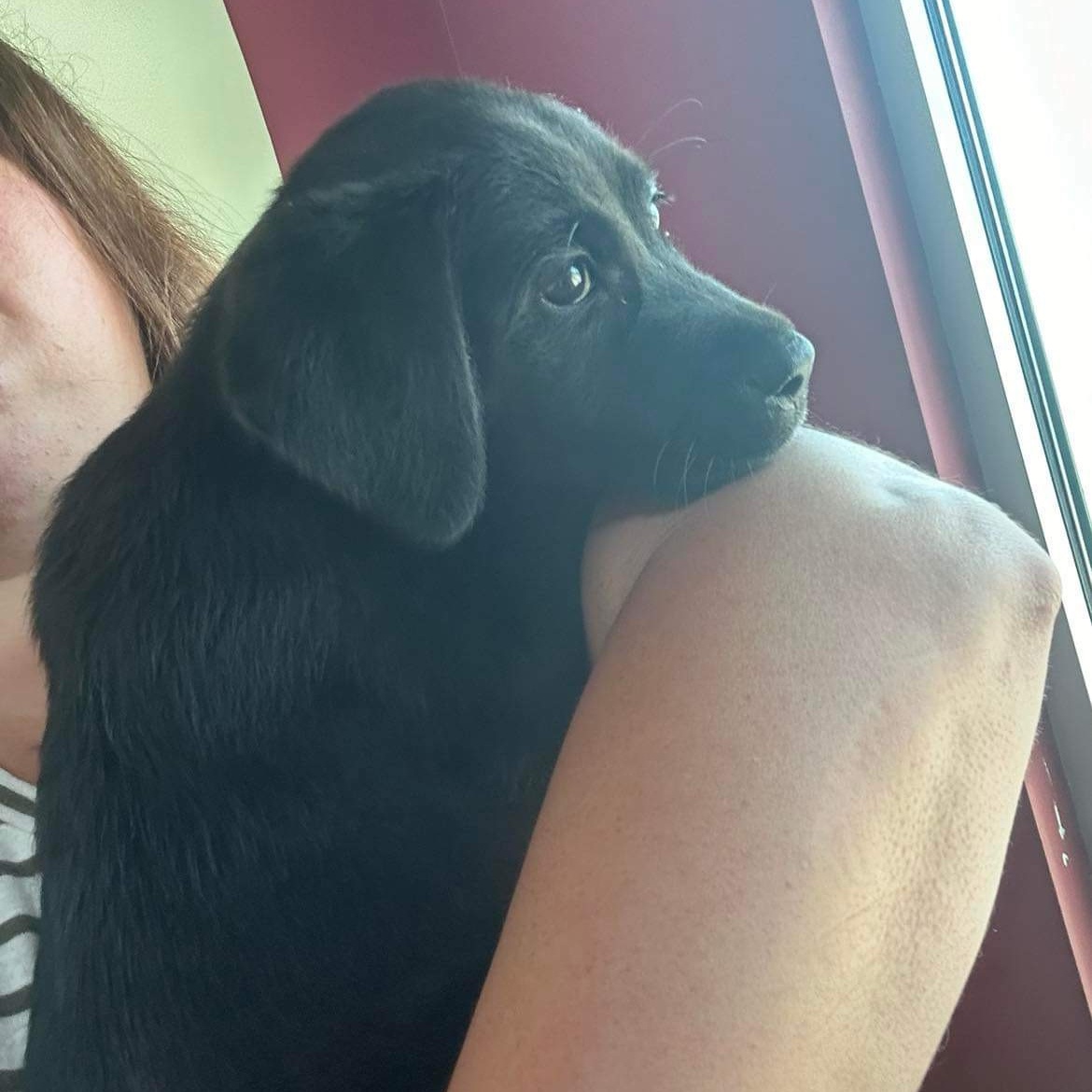 Dog for adoption - Macy, a Black Labrador Retriever Mix in St. Louis ...