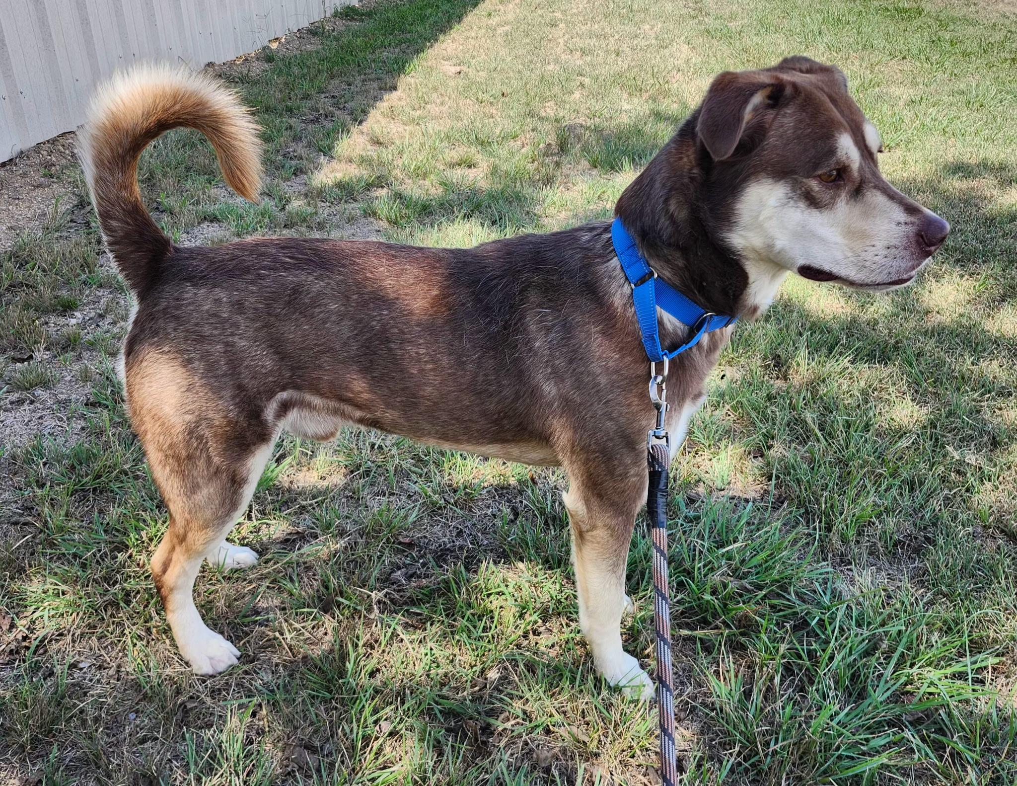 Dog for adoption - CANNON, a Labrador Retriever & Siberian Husky Mix in ...