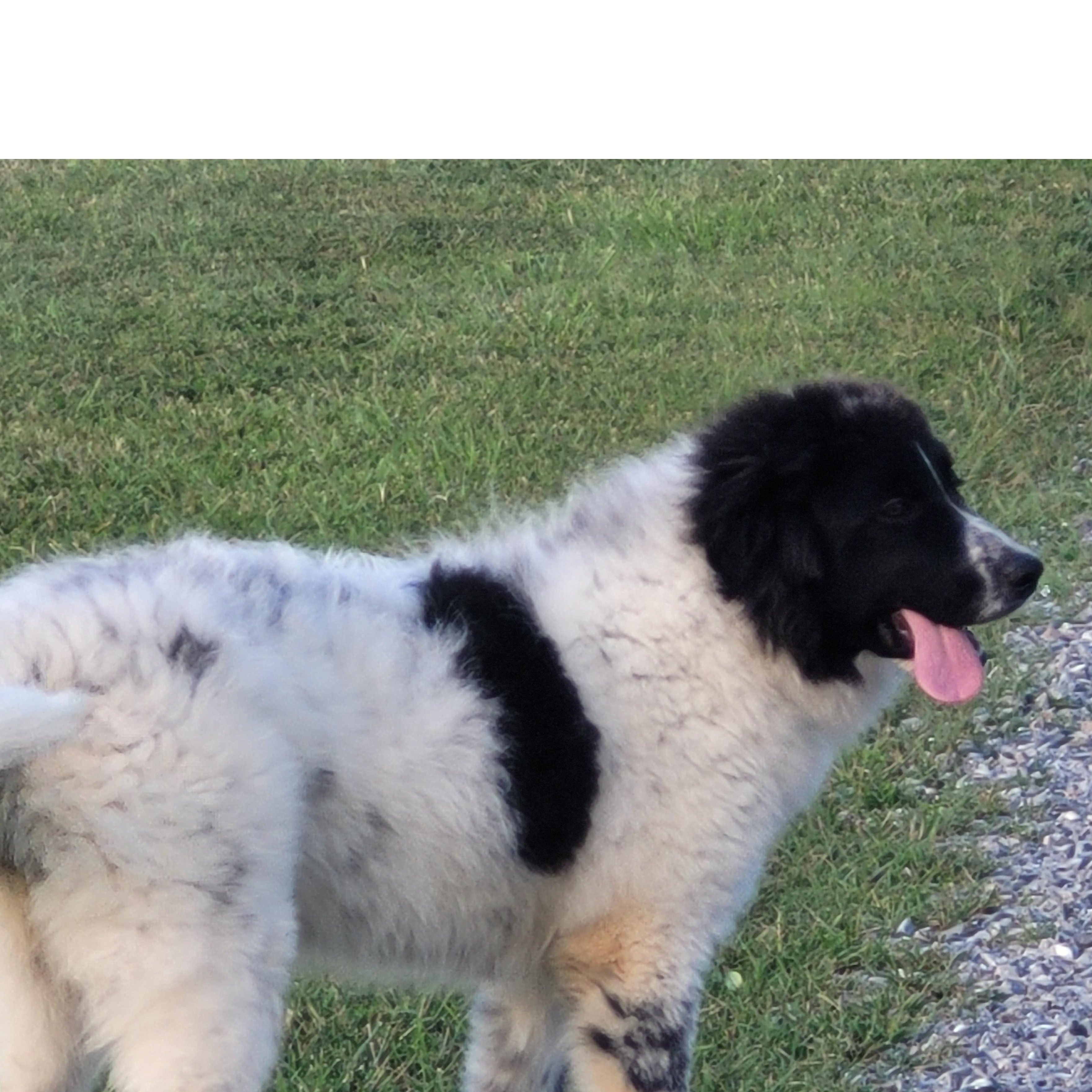 Dog for adoption - Charlie (courtesy post), a Maremma Sheepdog & Great ...