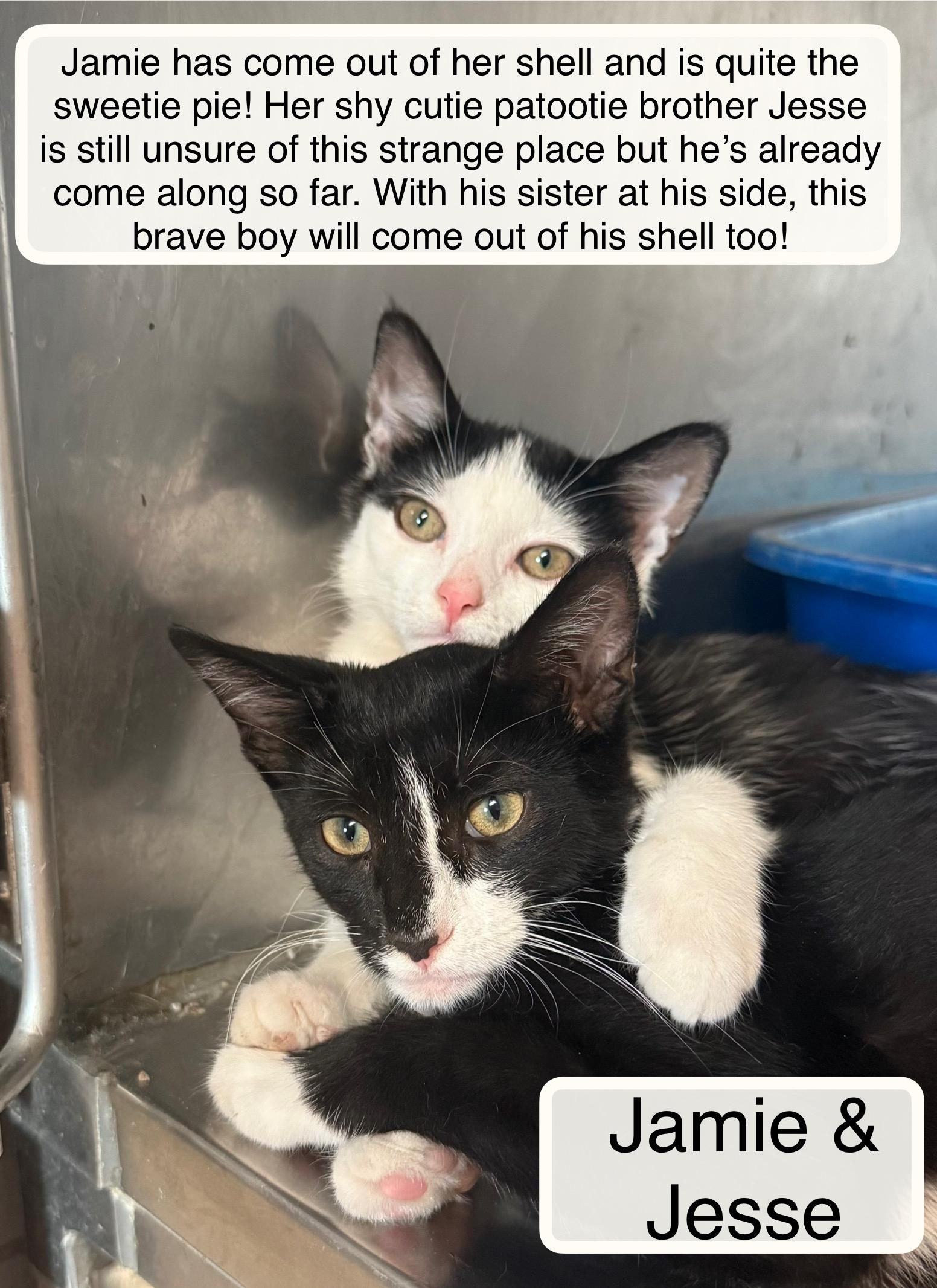 Cat for adoption - Jesse bonded with Jamie, a Domestic Short Hair in ...