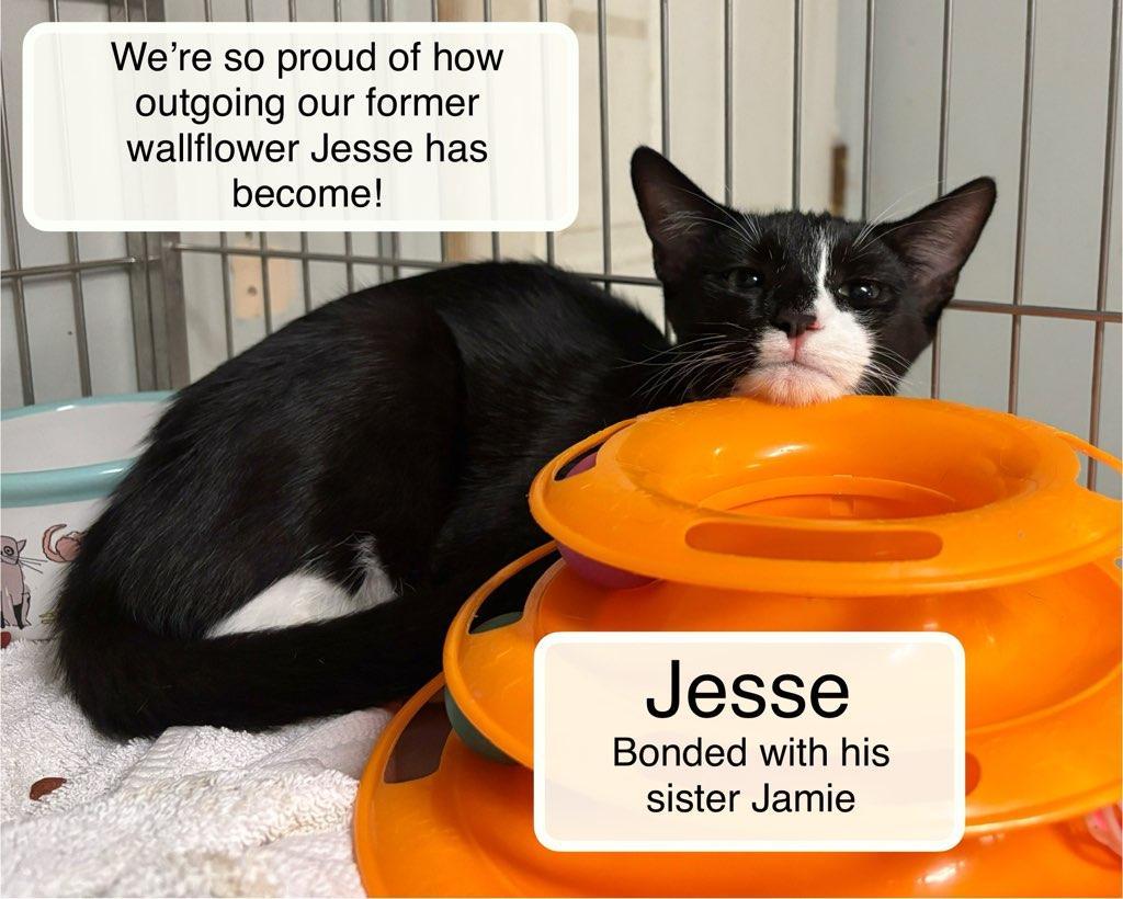 Cat for adoption - Jesse bonded with Jamie, a Domestic Short Hair in ...