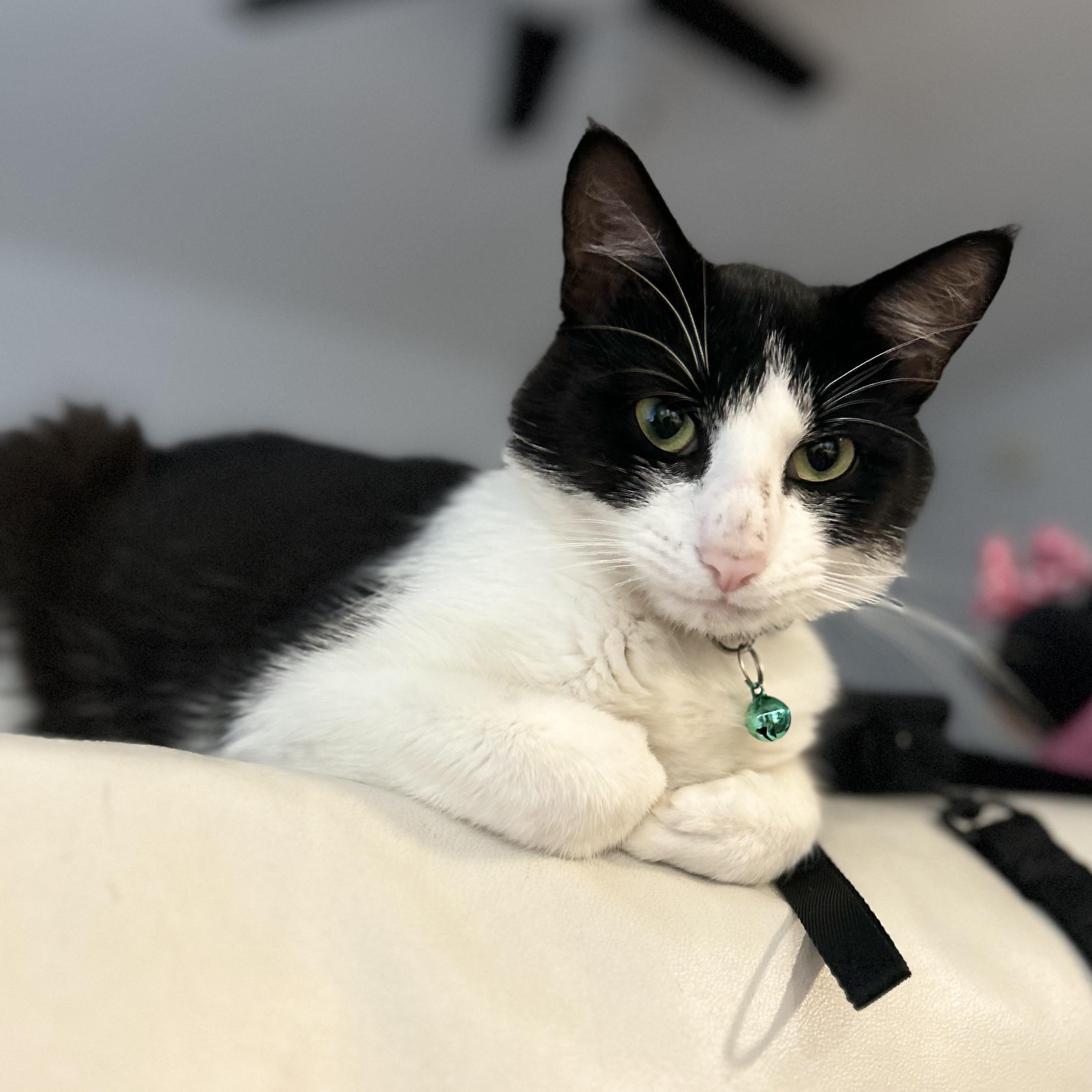 Cat for adoption - Houston, a Tuxedo Mix in Salem, OR | Petfinder