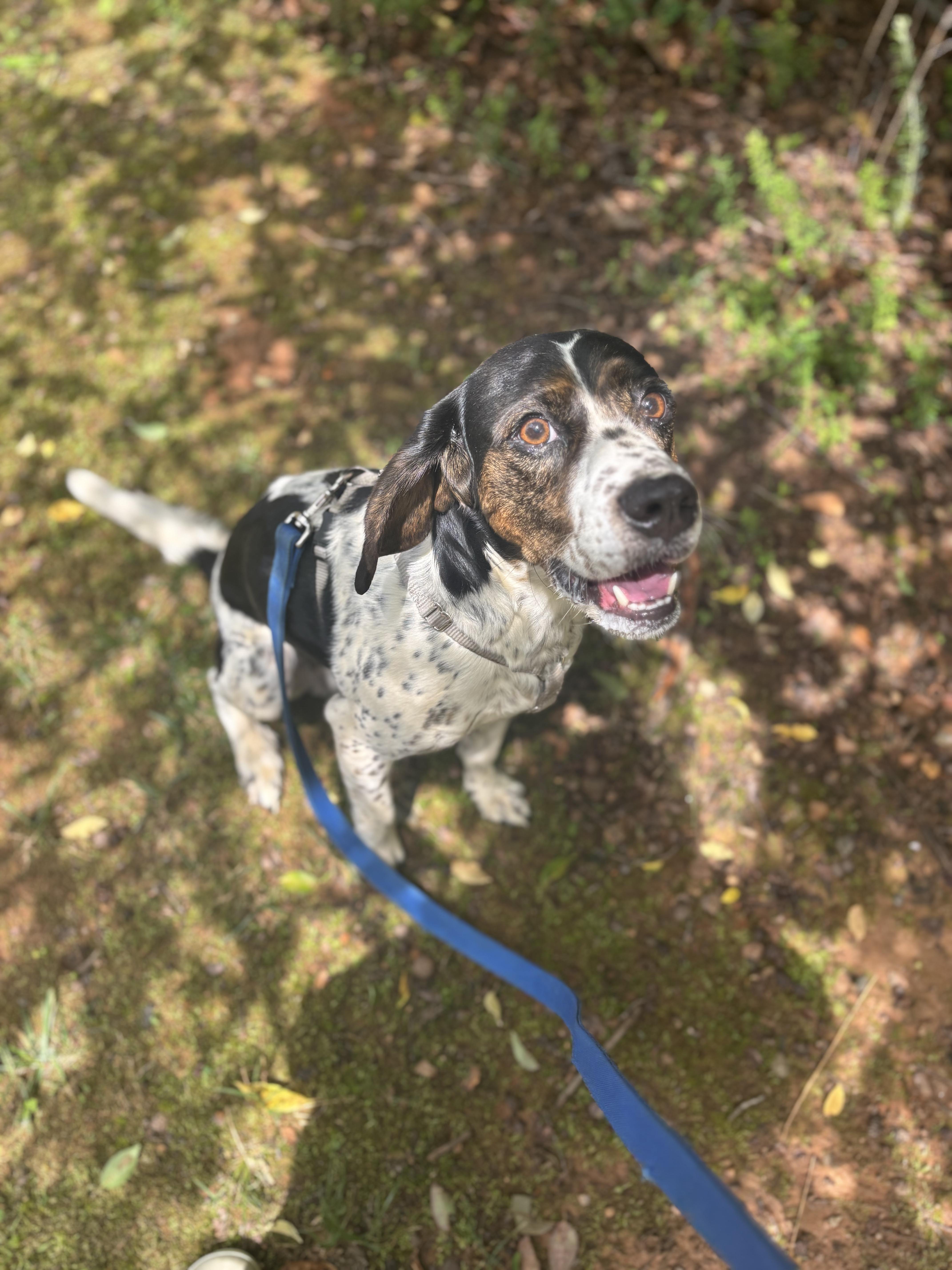 Dog for adoption - Charlie, a German Shorthaired Pointer Mix in ...
