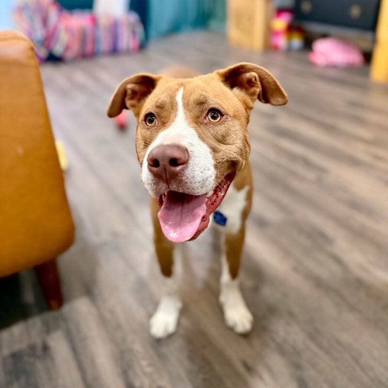 Dog for adoption - Coconut Candy is the dog of your kid's dreams, a Pit ...