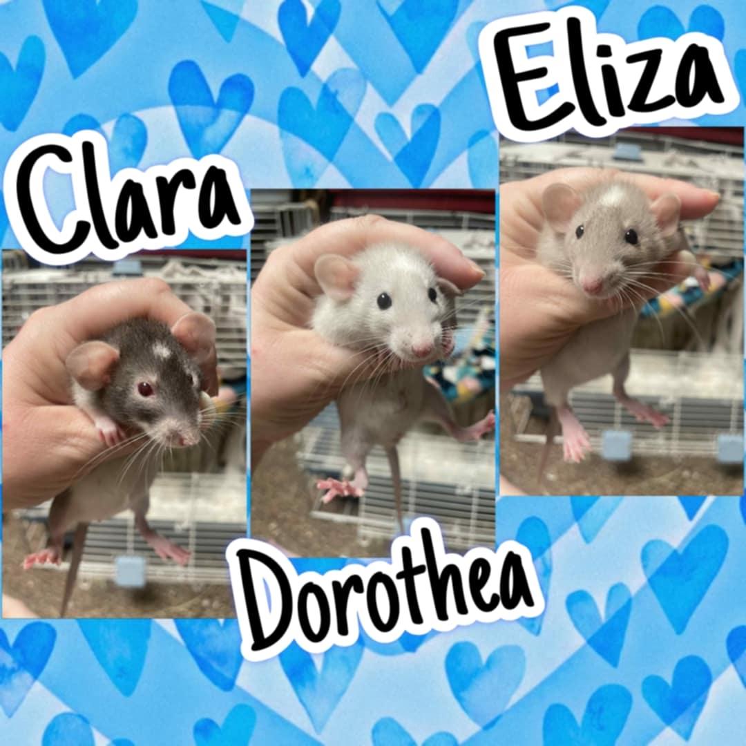 Rat for adoption - Dorothea, Clara, and Eliza: pending, a Rat in Edinburg, PA | Petfinder