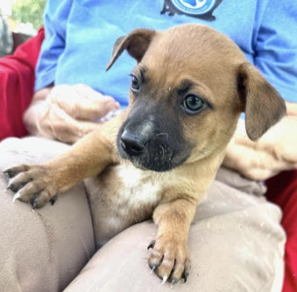 Dog for adoption - Ned Nuzzle ~ Local Boy, an English Setter & Boxer ...