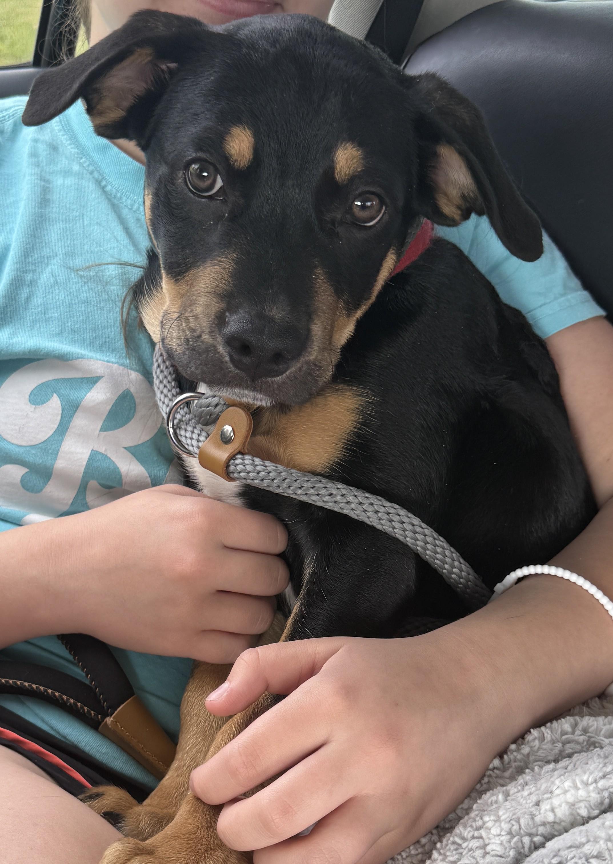 Adopt a Small Dog | Tiny Paws Rescue & Shelter Spring TX