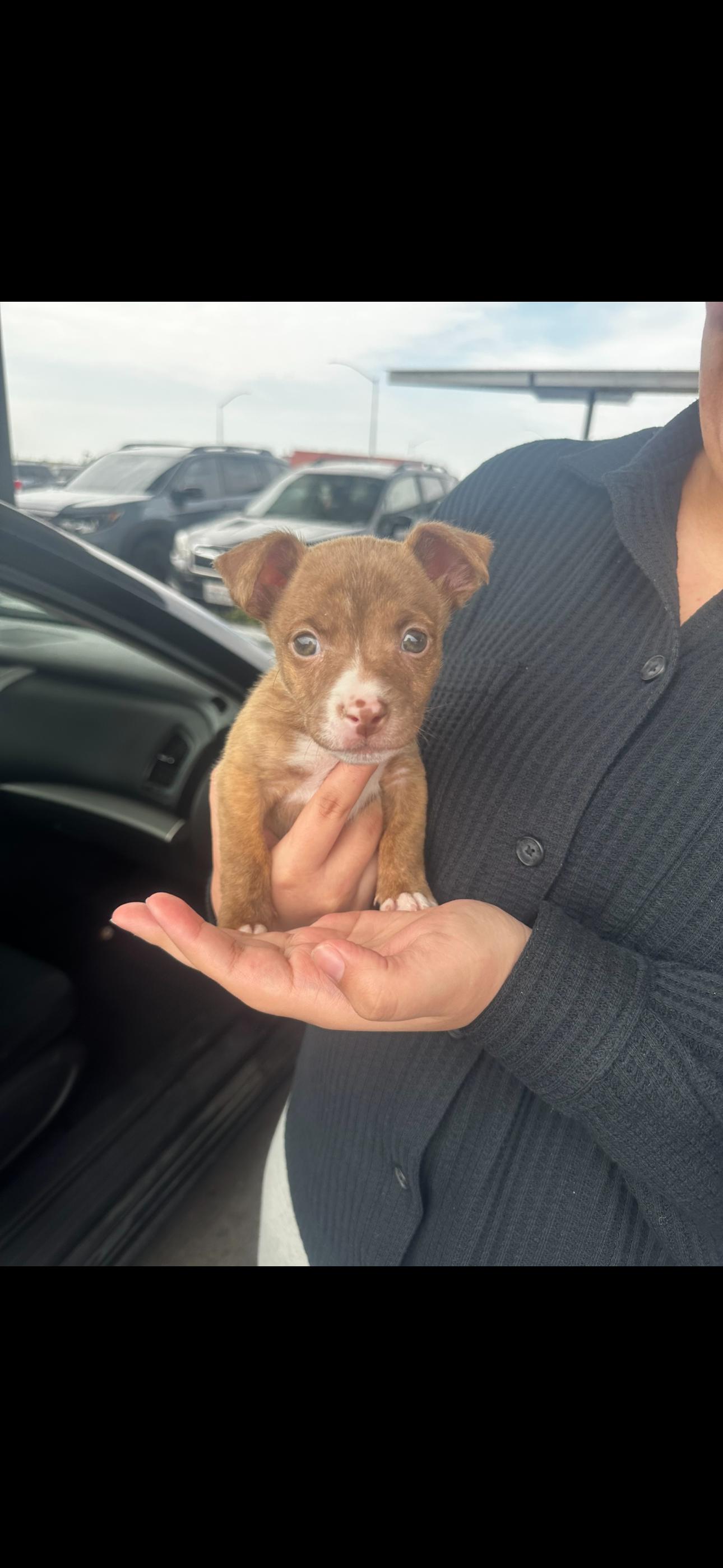 Bonita, CA Animal Shelters & Rescues