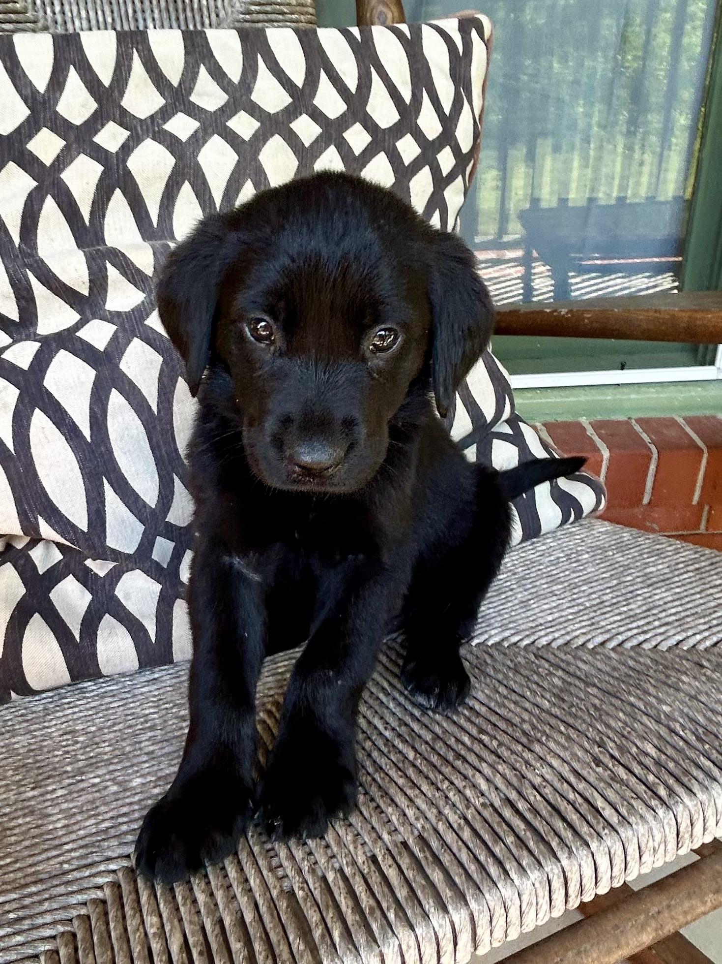 Dog for adoption - HOLLY, a Golden Retriever & Labrador Retriever Mix in Hartford, CT | Petfinder