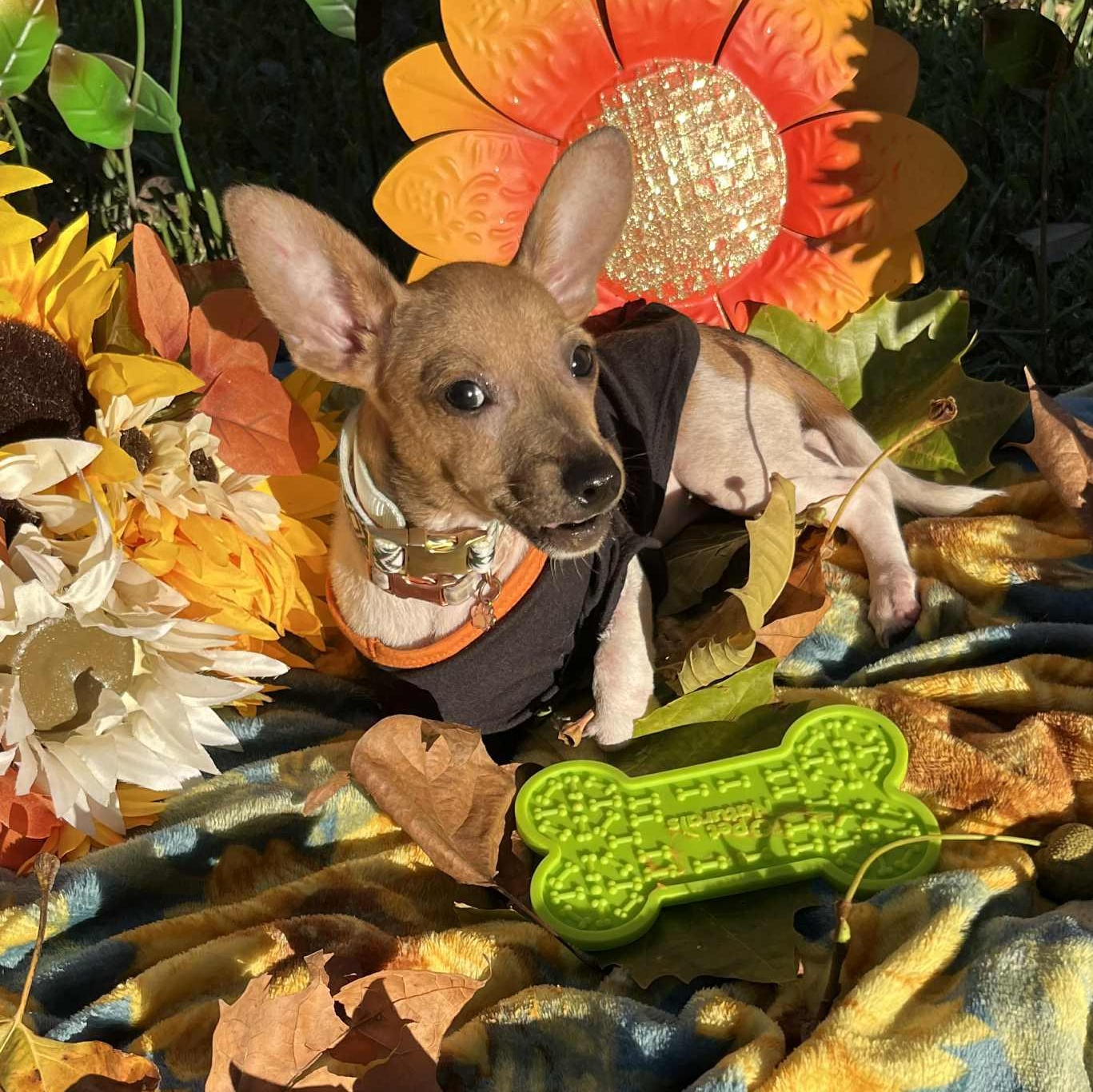 Dog for adoption - Dottie, a Rat Terrier Mix in Jackson , MI | Petfinder