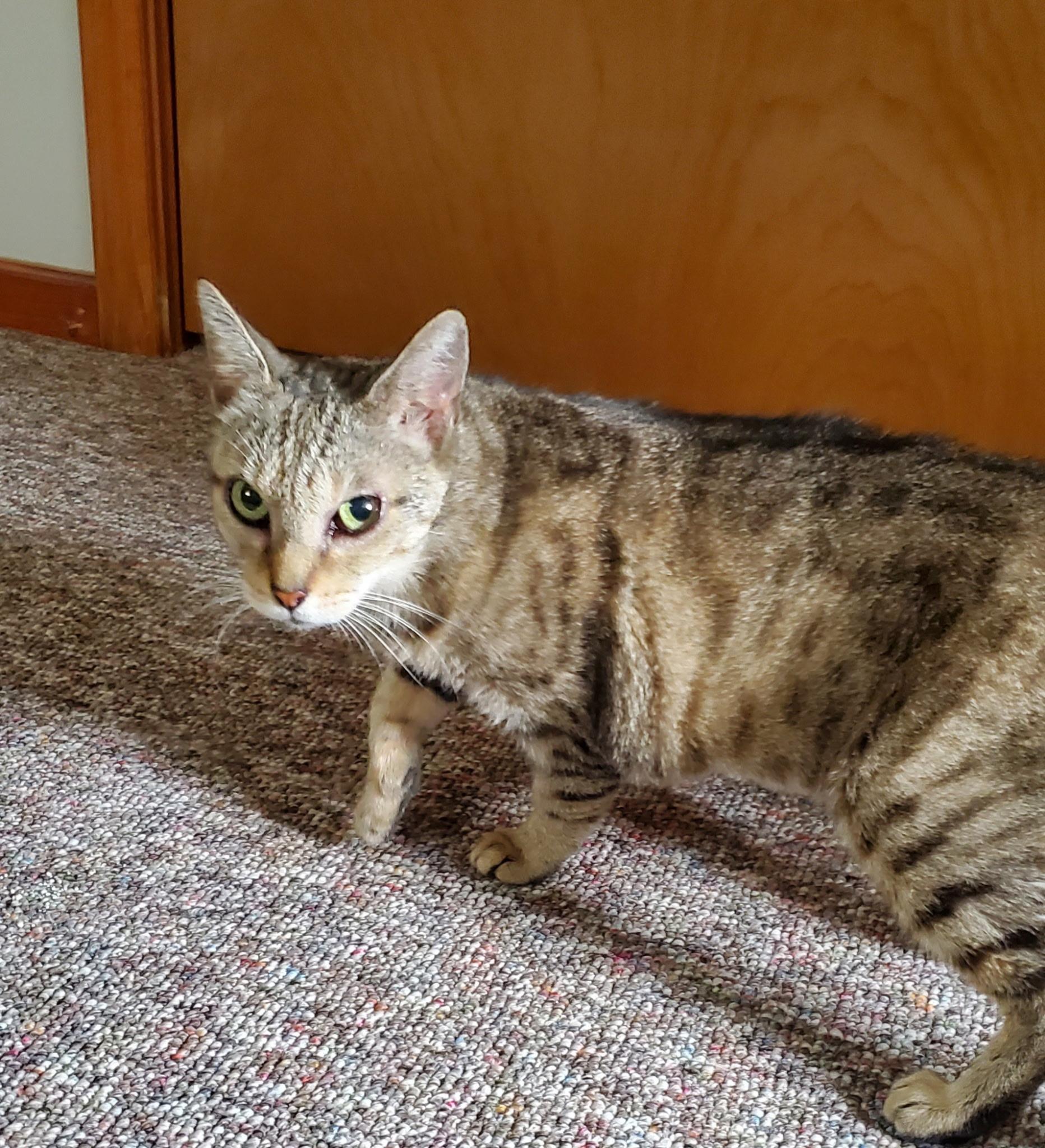 Cat for adoption - Hopper, a Domestic Short Hair in Tyrone, PA | Petfinder