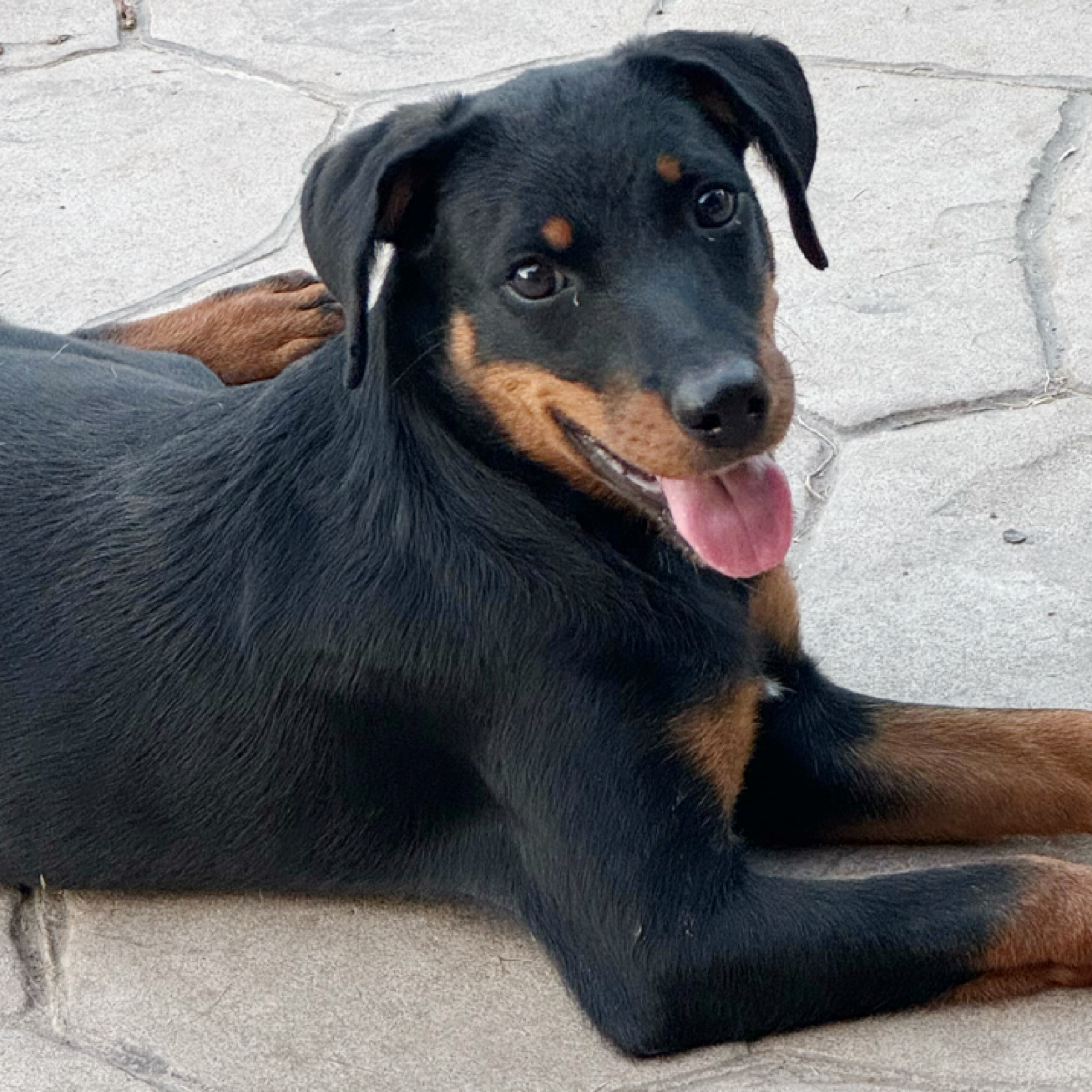 Dog for adoption - Candice, a Miniature Dachshund Mix in Marshall, IL ...