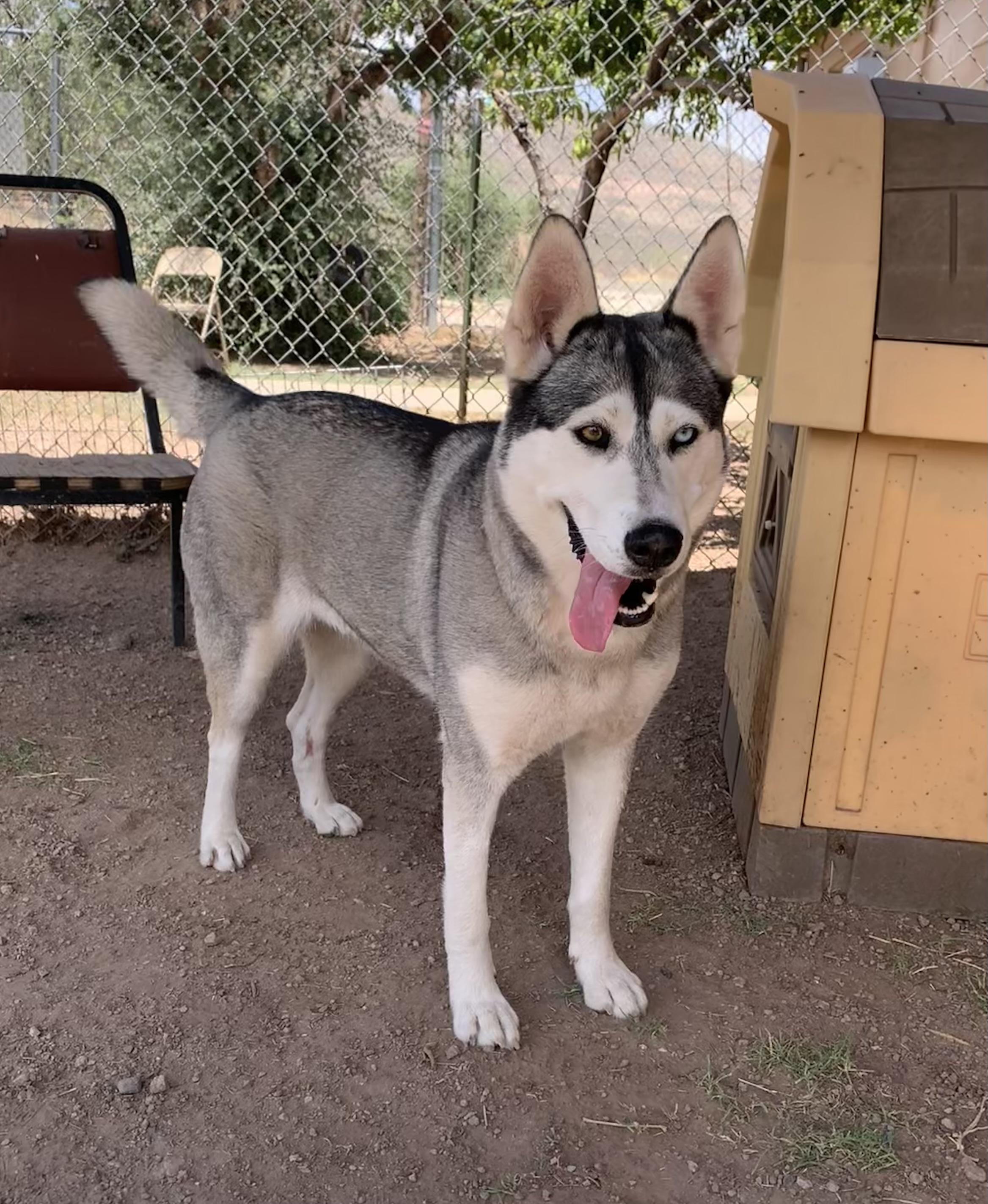 Dog for adoption - Capri, a Siberian Husky in Bisbee, AZ | Petfinder