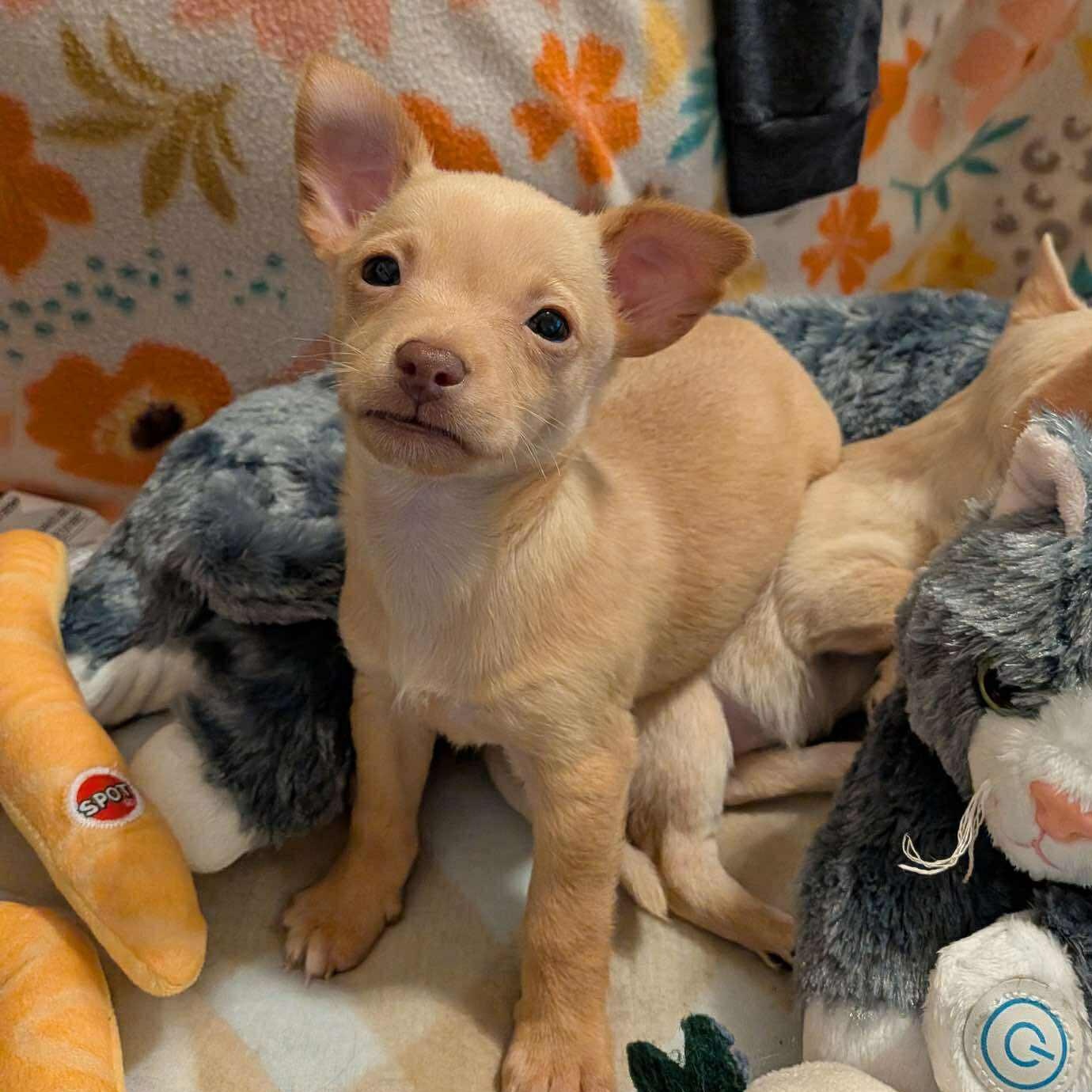 Diego* - Adoptable Pet | Petfinder | Petfinder