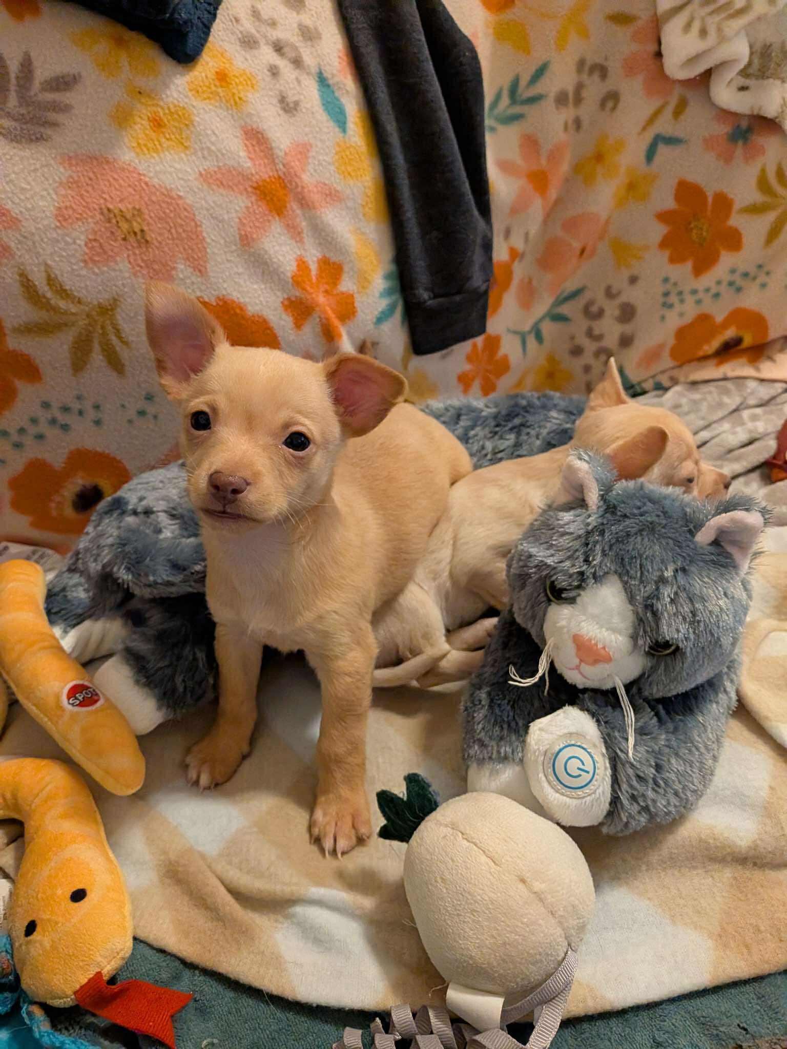 Diego* - Adoptable Pet | Petfinder | Petfinder