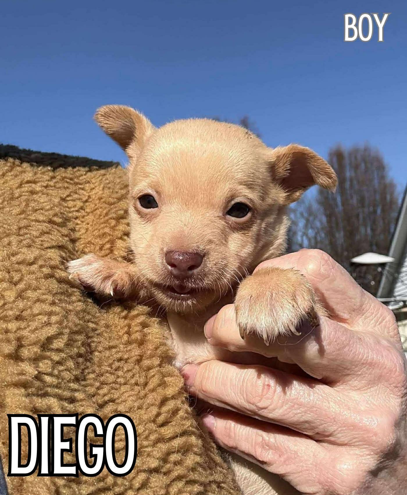 Diego* - Adoptable Pet | Petfinder | Petfinder