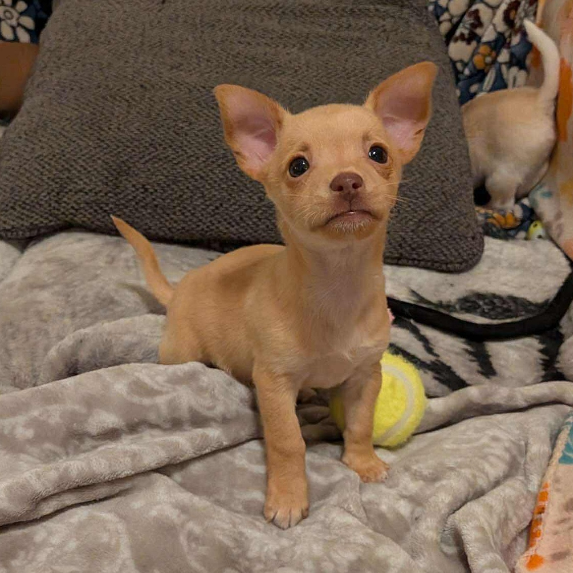 Diego* - Adoptable Pet | Petfinder | Petfinder