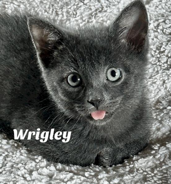 Cat for adoption - Wrigley, a Domestic Short Hair in Owasso, OK | Petfinder