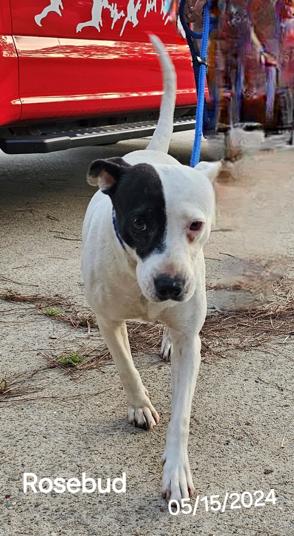 Dog for adoption - Rosebud, a Terrier Mix in Warren, RI | Petfinder