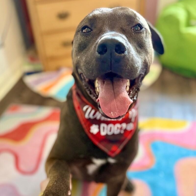 Dog for adoption - Pooka Bear wants to love you, a Labrador Retriever ...
