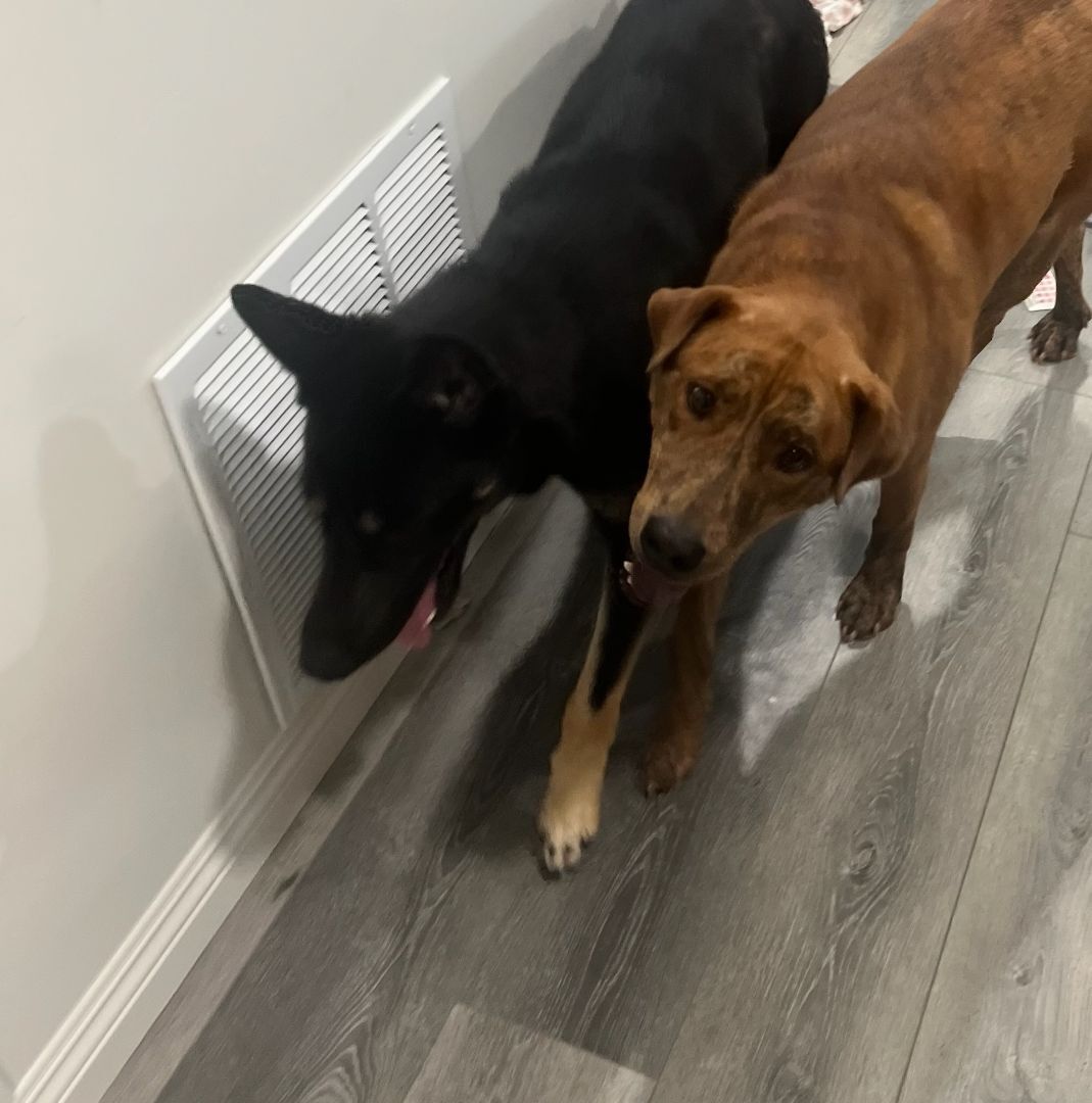 Dog for adoption - Lady German Shepherd hanging out with Charles Darwin, a Labrador Retriever ...