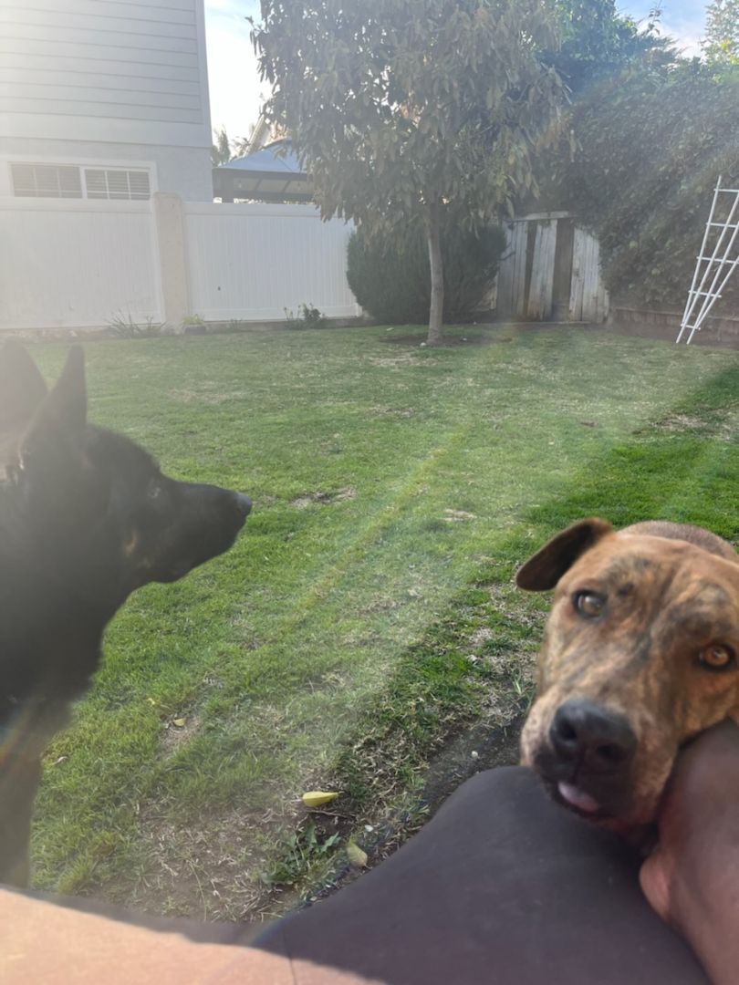 Dog for adoption - Lady German Shepherd hanging out with Charles Darwin, a Labrador Retriever ...