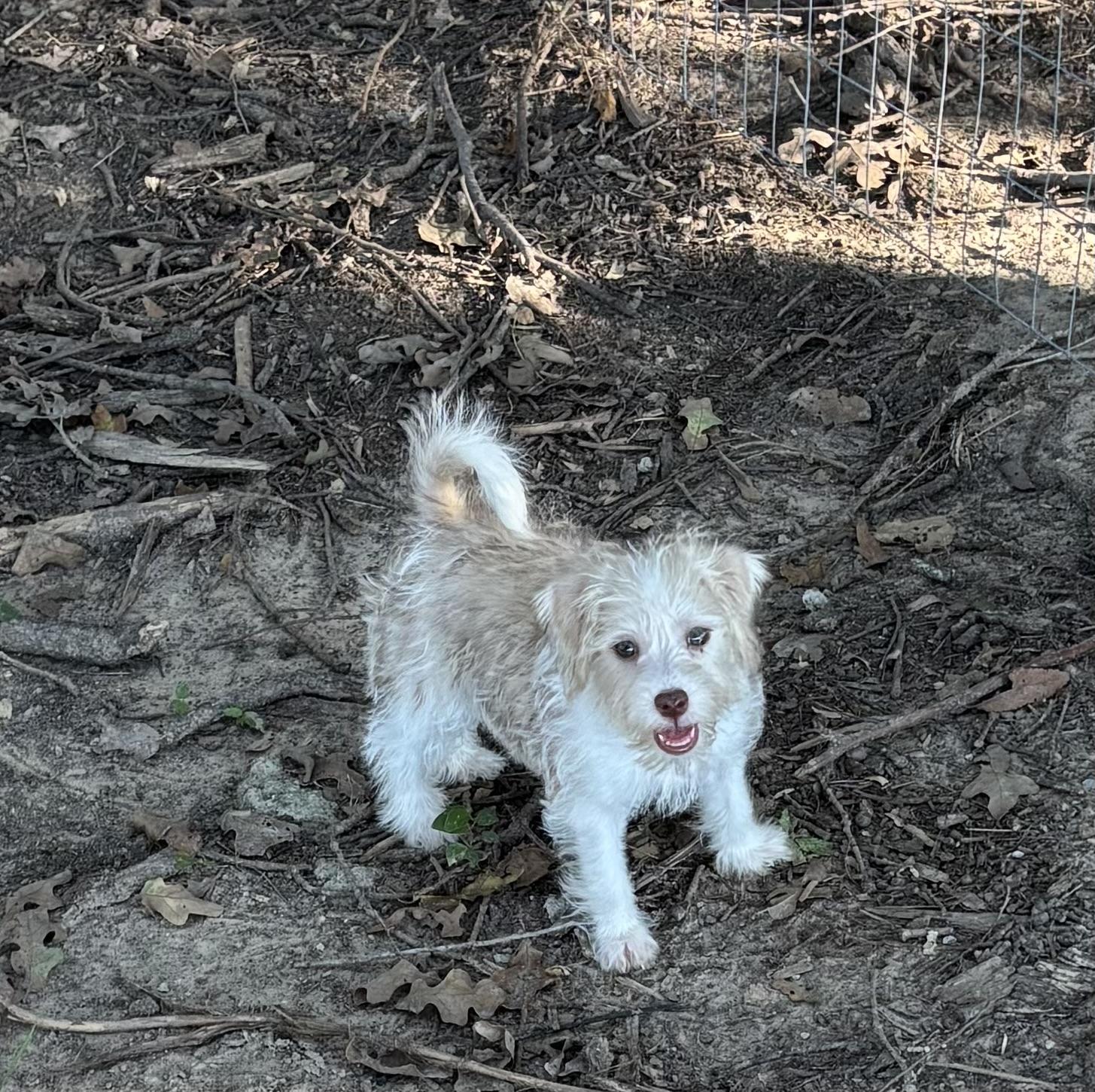 Dog for adoption - Yorkie/Poodle puppy!, a Yorkshire Terrier & Poodle ...