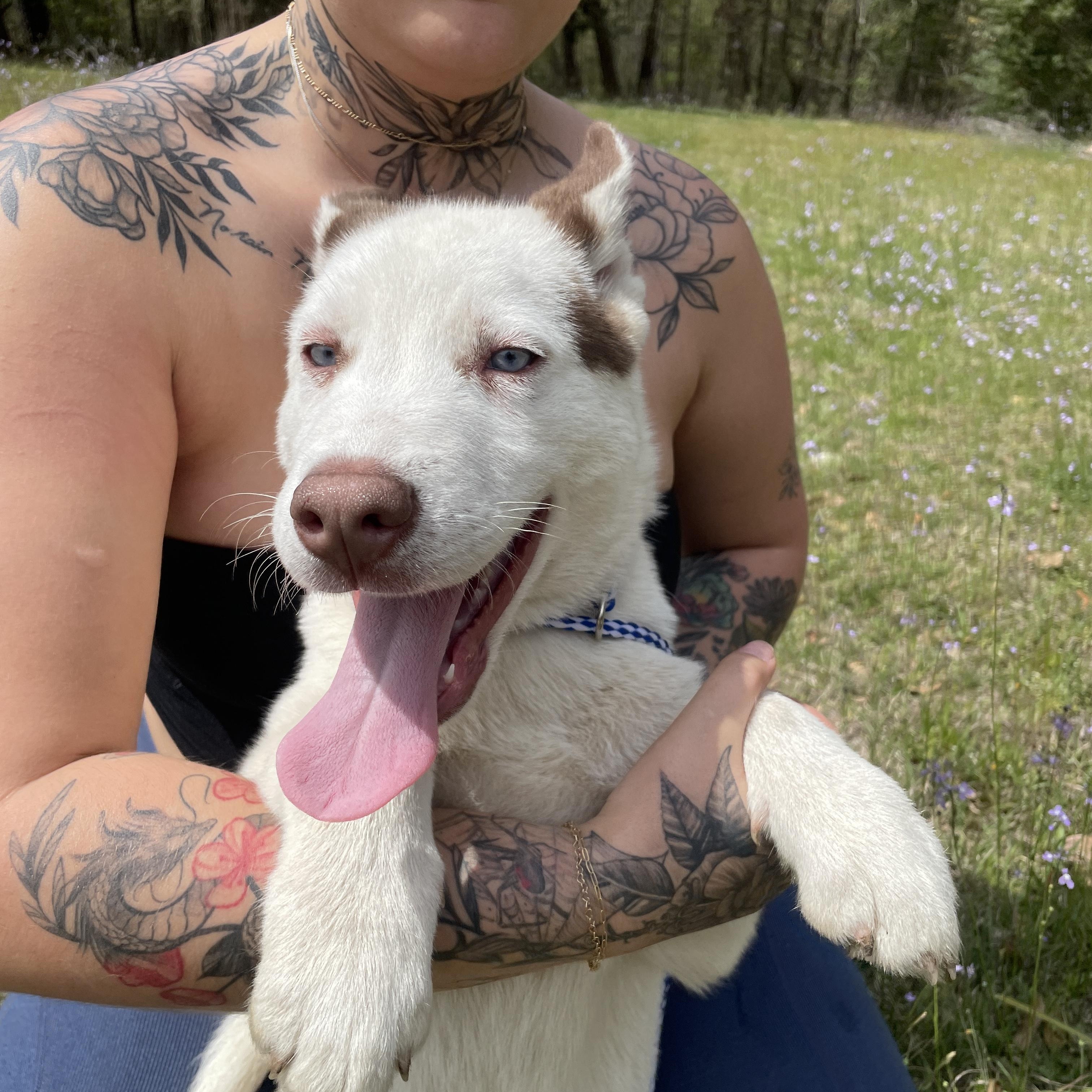 Dog for adoption - Nick, a Siberian Husky Mix in Charlotte, NC | Petfinder