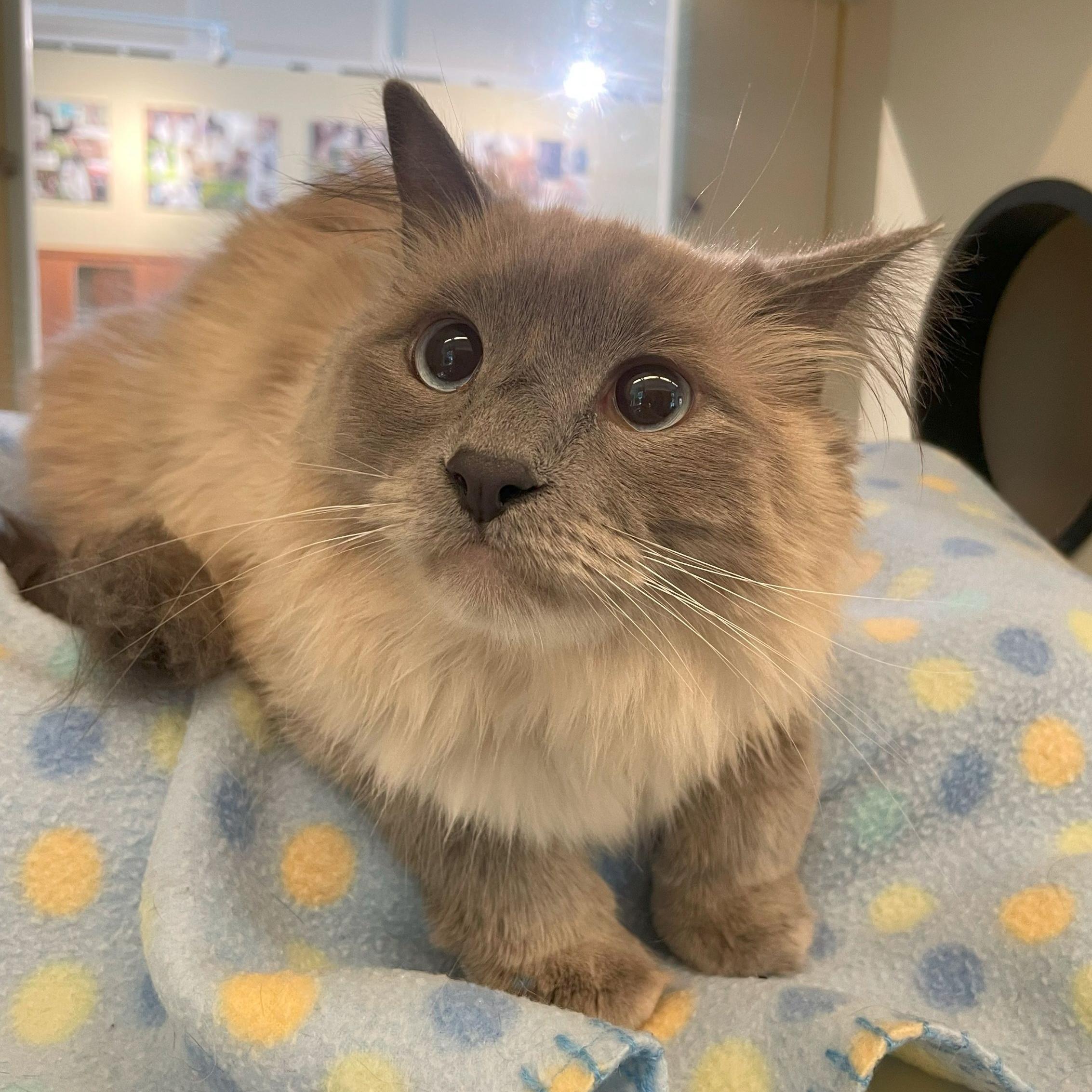 Cat for adoption - Betsy, a Siamese in Rochester, MN | Petfinder