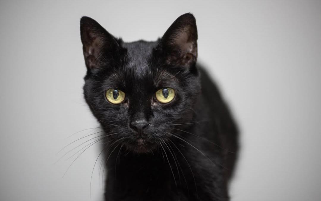 Cat for adoption - Madeline, a Domestic Short Hair in Tampa, FL | Petfinder